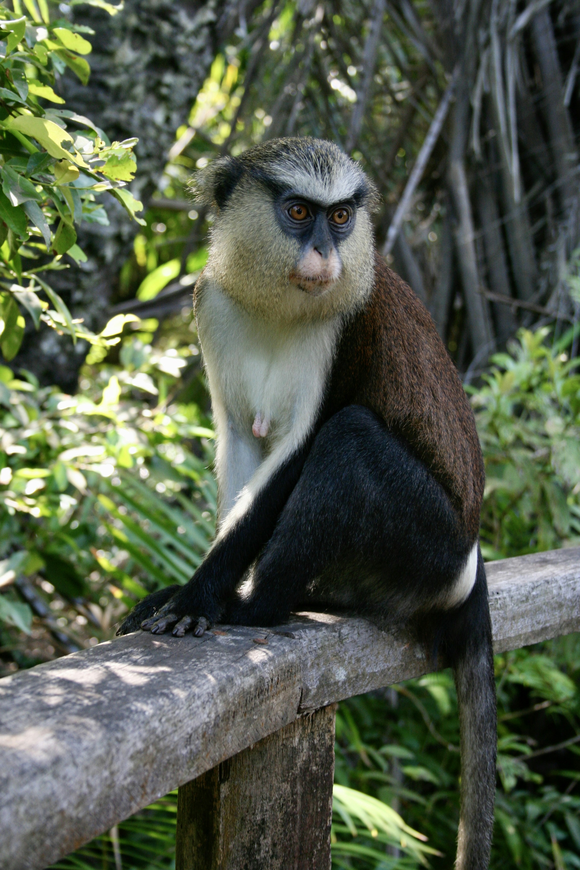 Monkey Pfp Pictures | Download Free Images on Unsplash
