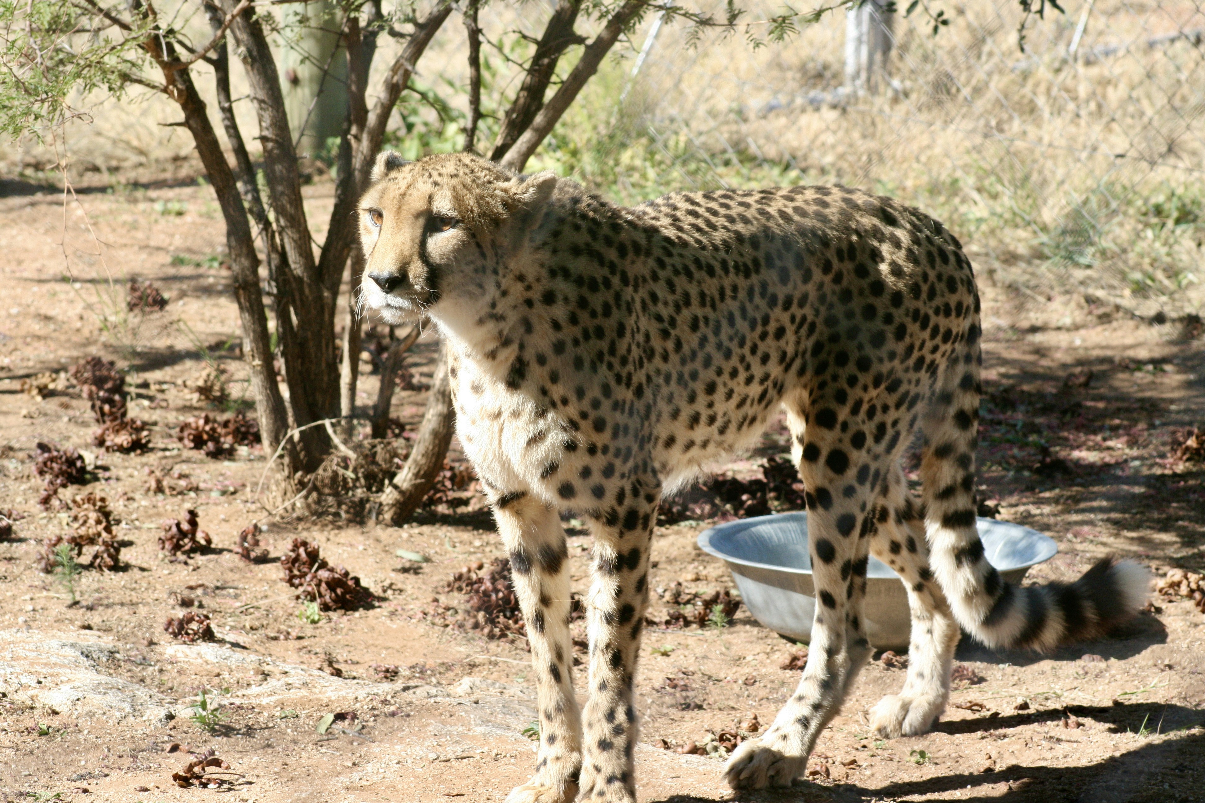 Gleaming gaze at a sunlit watering trough: a cheetah in a sparse savanna