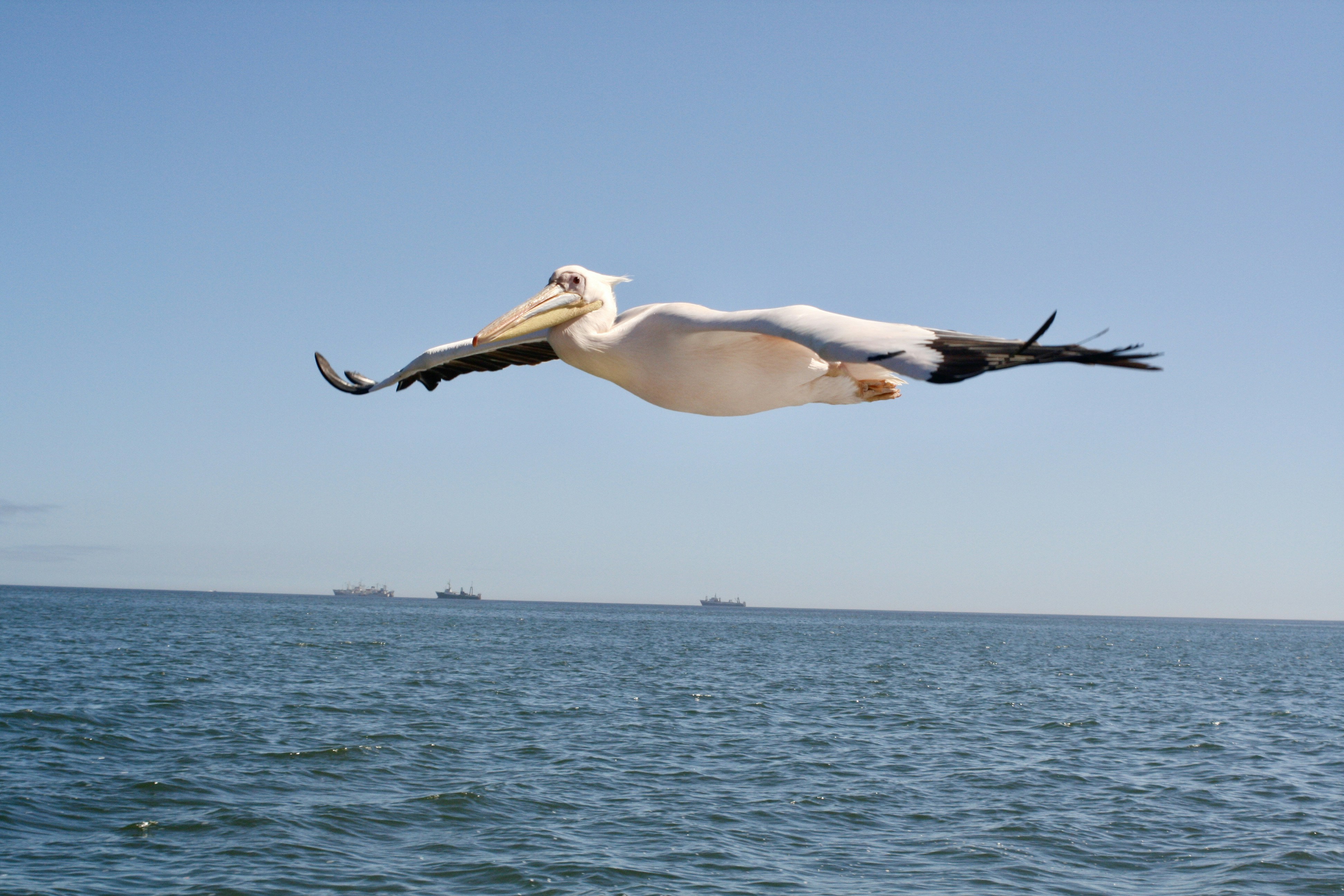 A large white bird flying over a body of water photo – Free Namibia ...