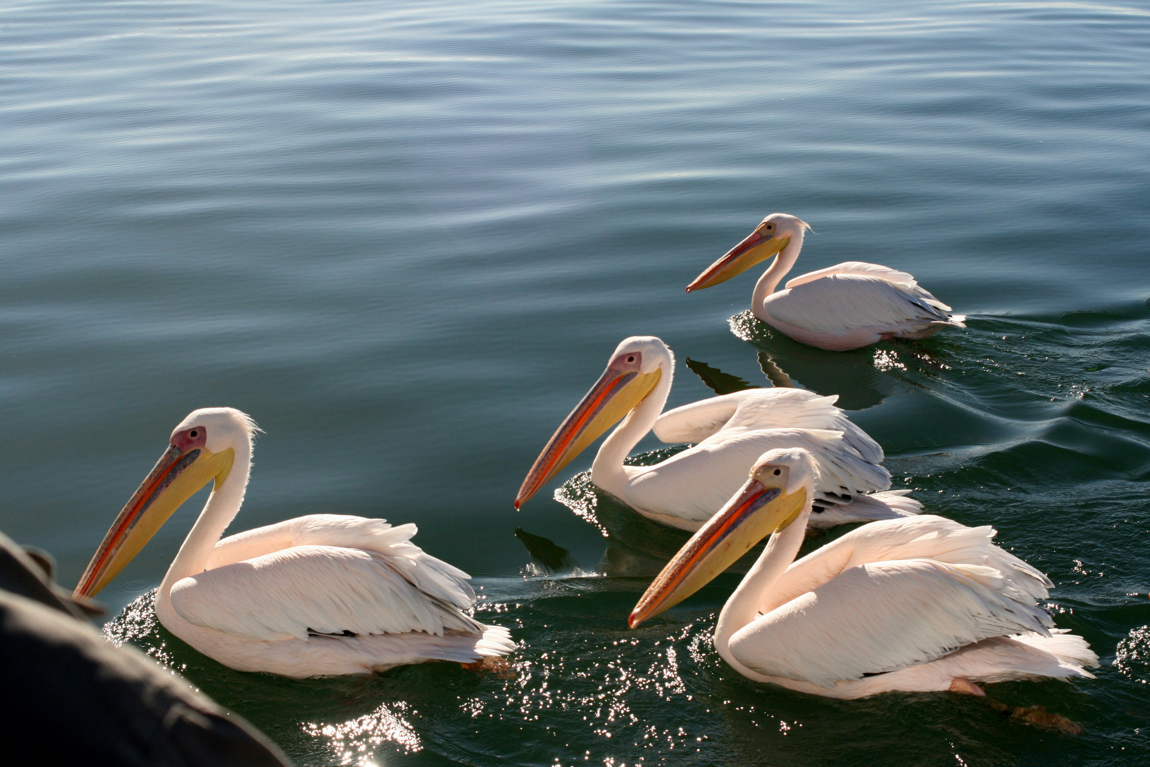 A flock of pelicans floating on top of a body of water photo – Free ...