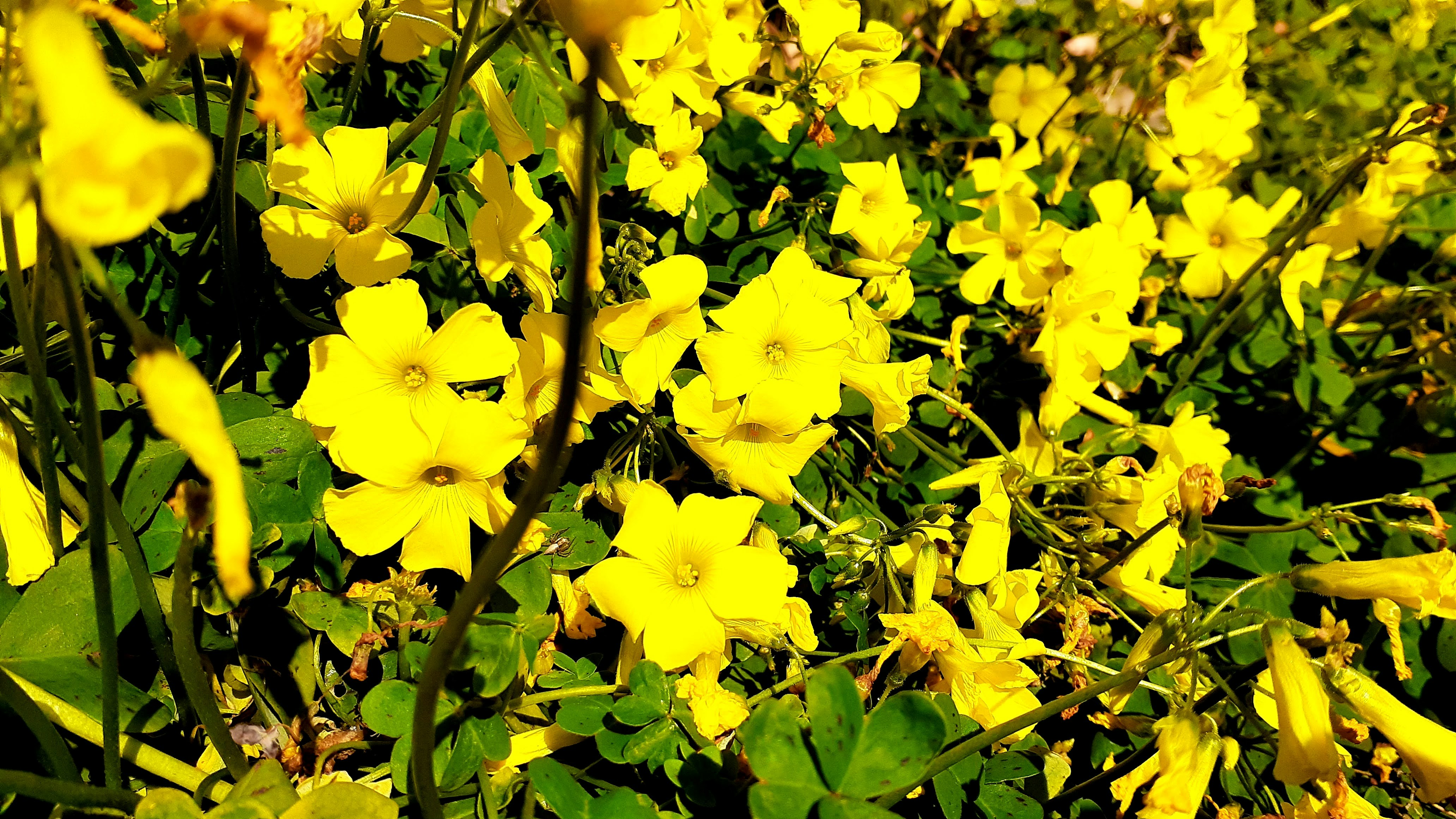 Close-up of dense yellow canola blossoms bathed in sunlight with green foliage in the background.