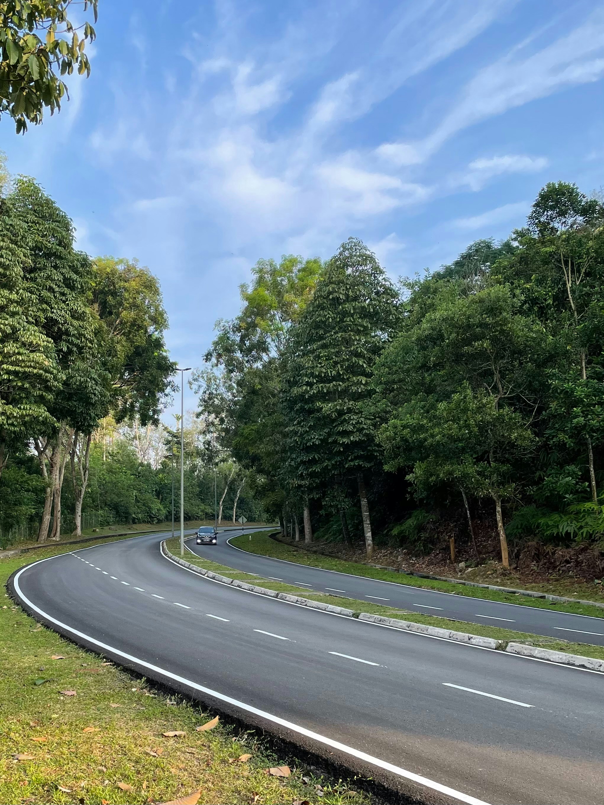 Winding Asphalt Through a Green Canopy Under a Cerulean Sky