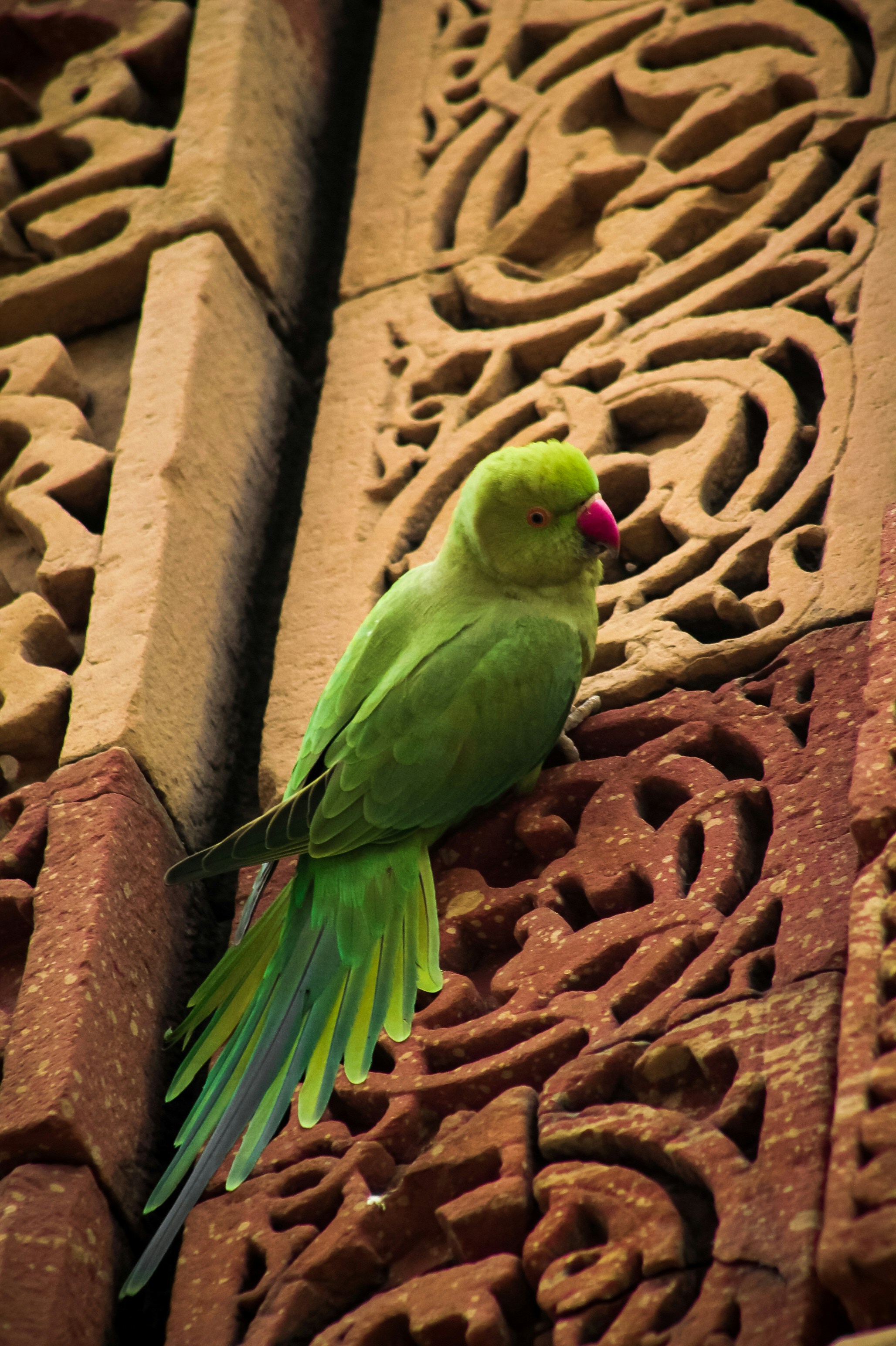 Emerald Parakeet on Ancient Carvings: Color Against Stone Relief
