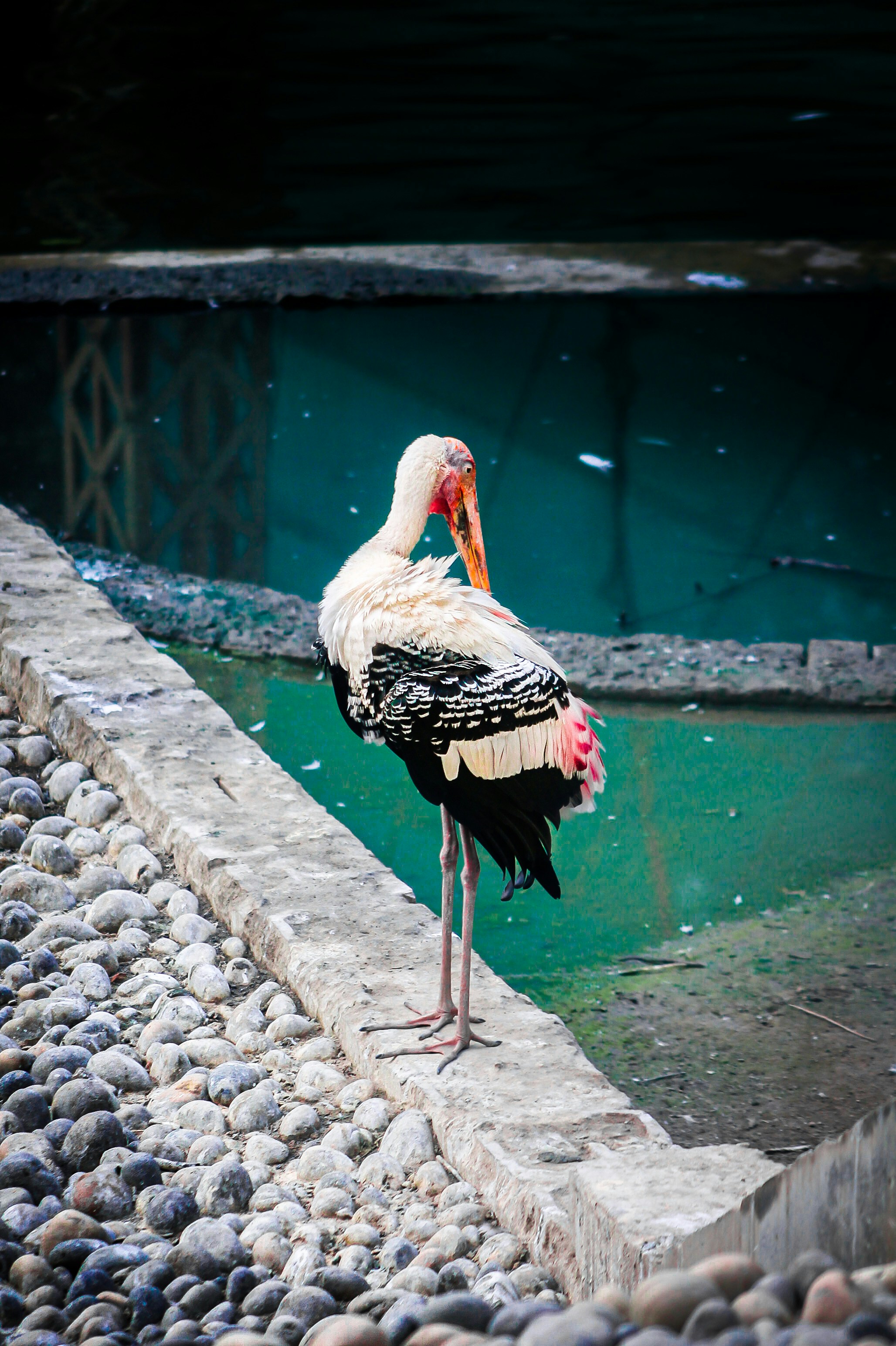 Closeup of a Stork Bird.