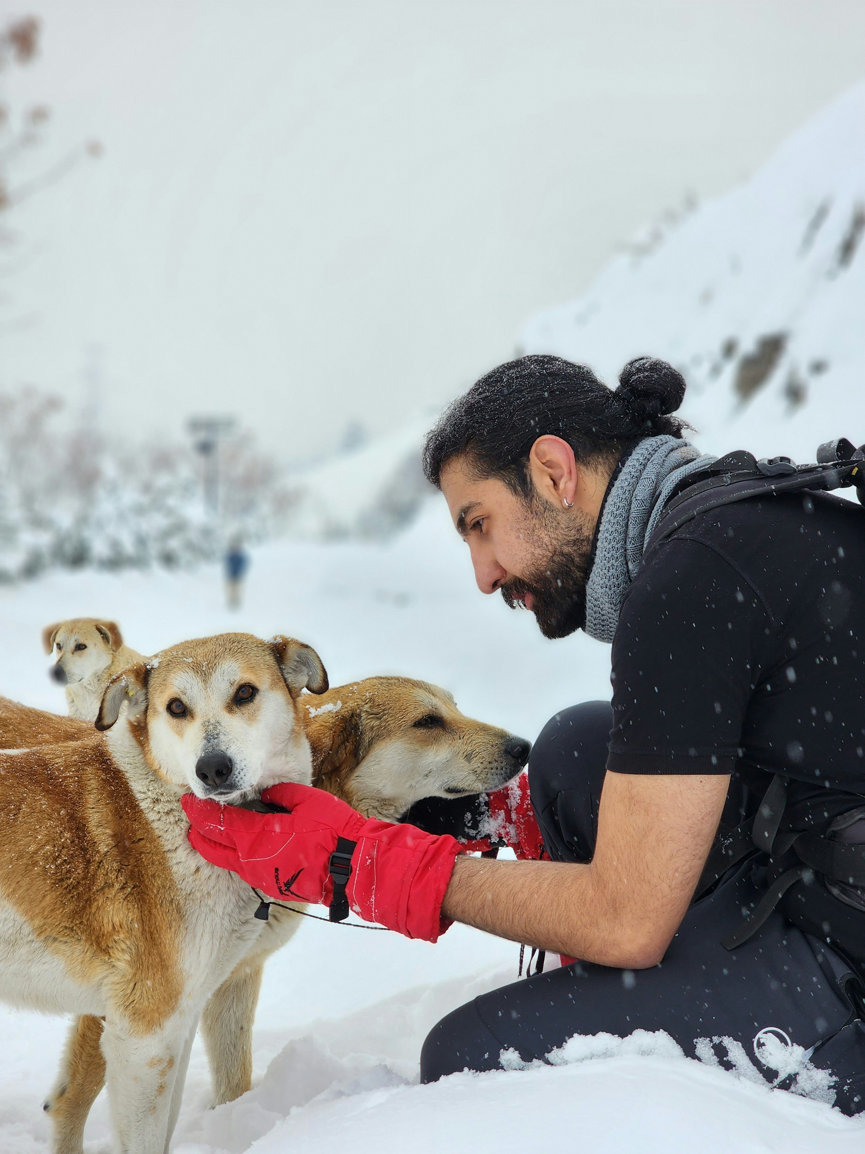 A man kneeling down next to a group of dogs photo – Free Man Image on ...