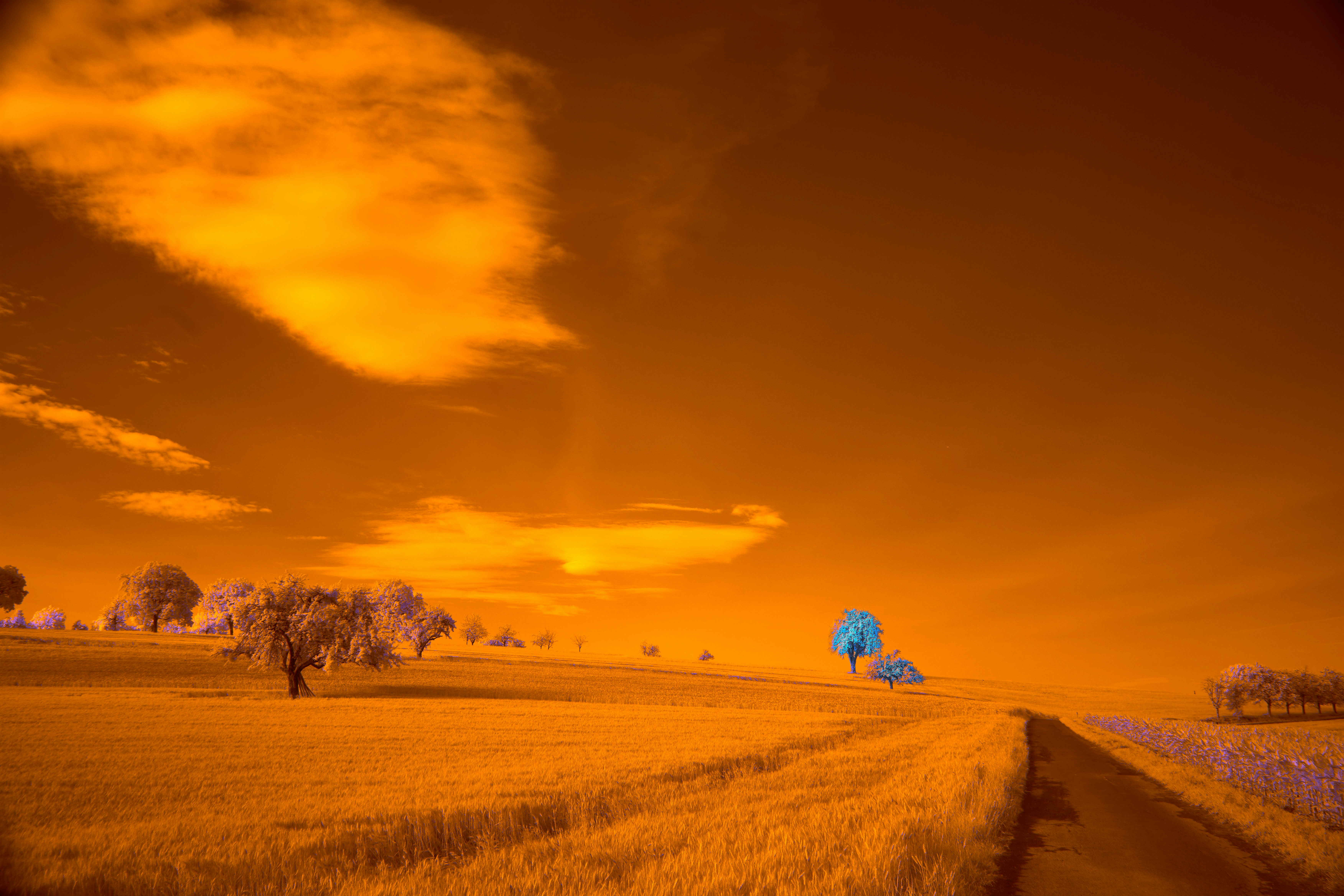 Blue Tree on Ember Fields: An Infrared Landscape
