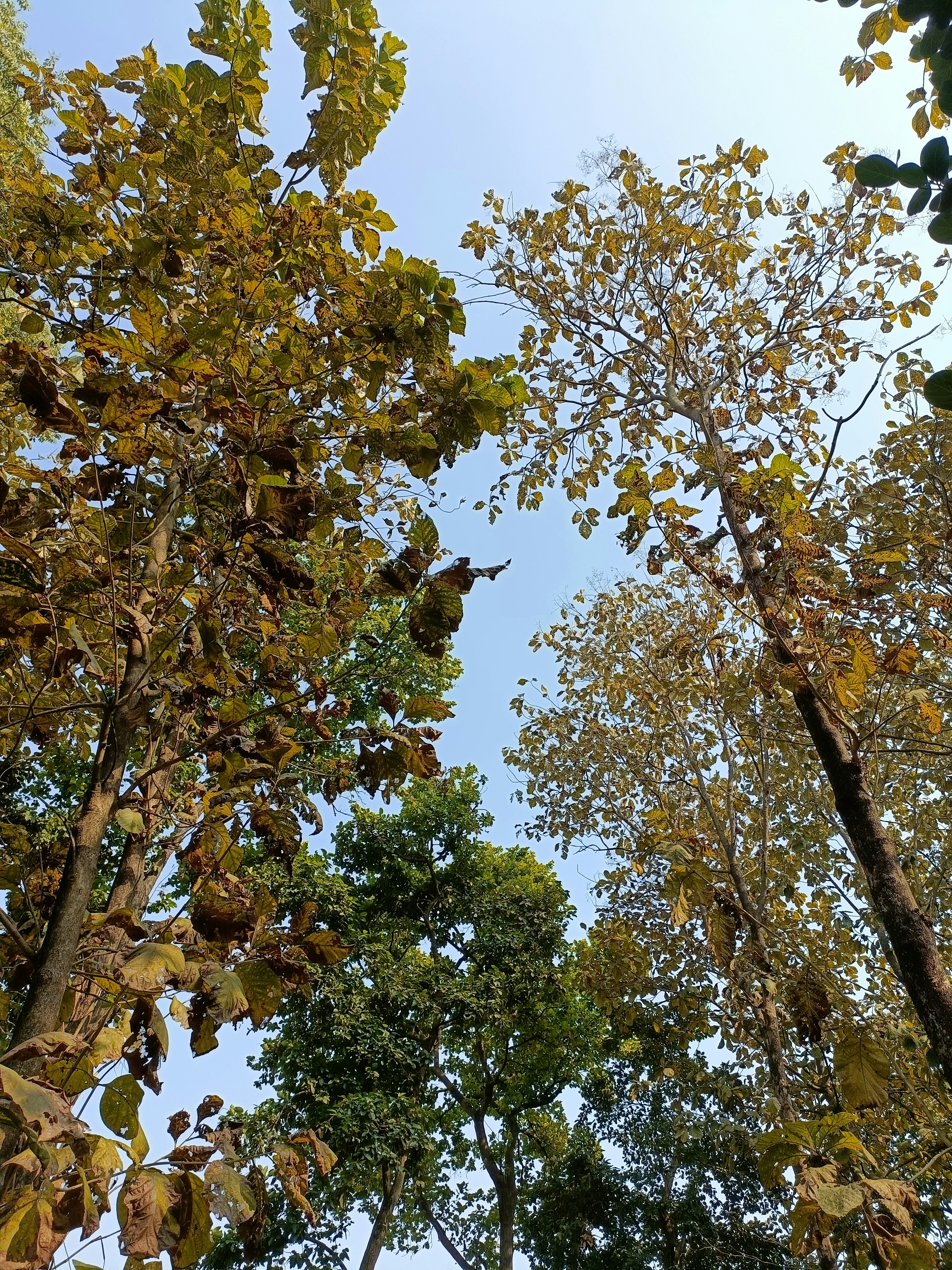 A forest filled with lots of trees and lots of leaves photo – Free Fall ...