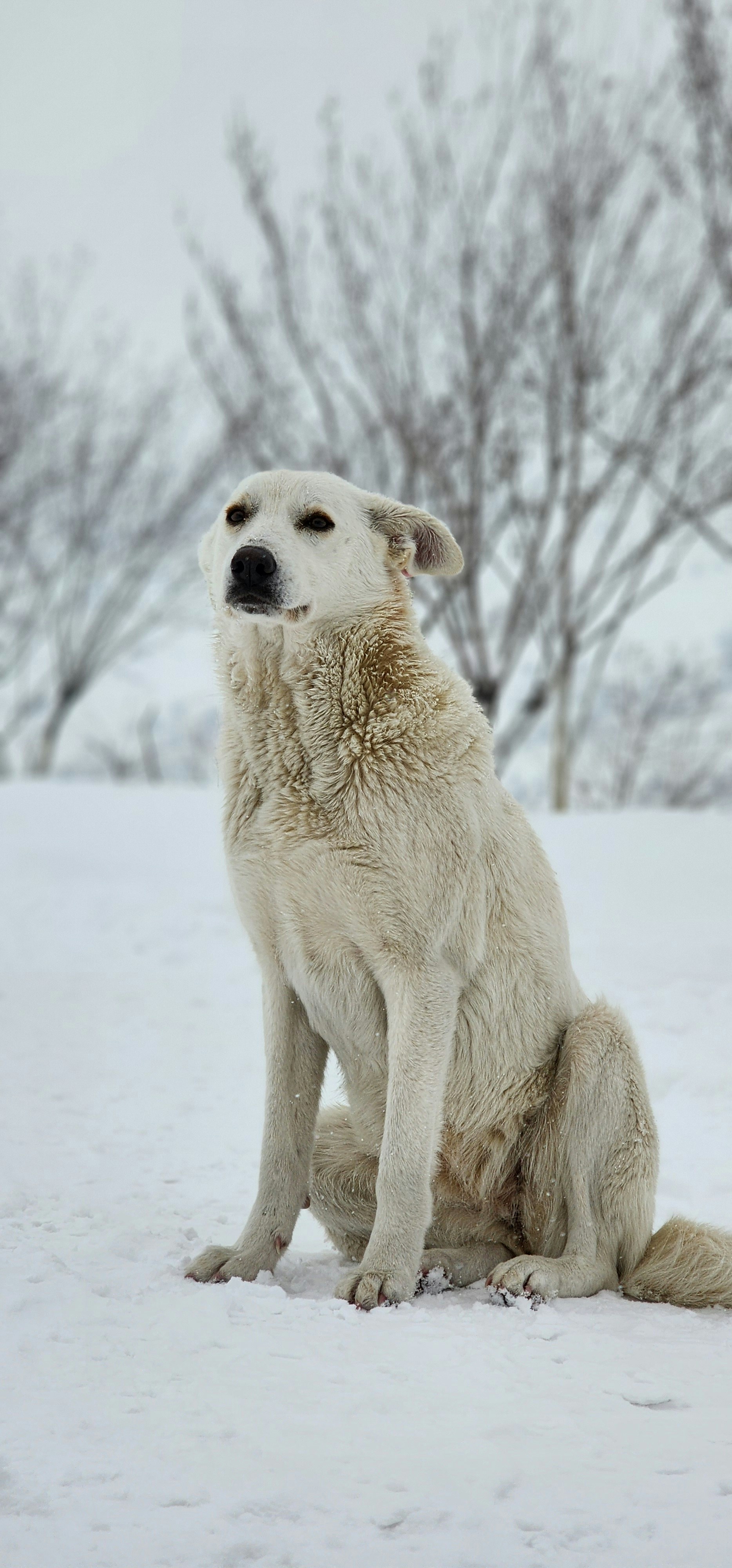 Winter's Quiet Sentinel: Cream-Colored Dog Seated Amid Frosted Trees