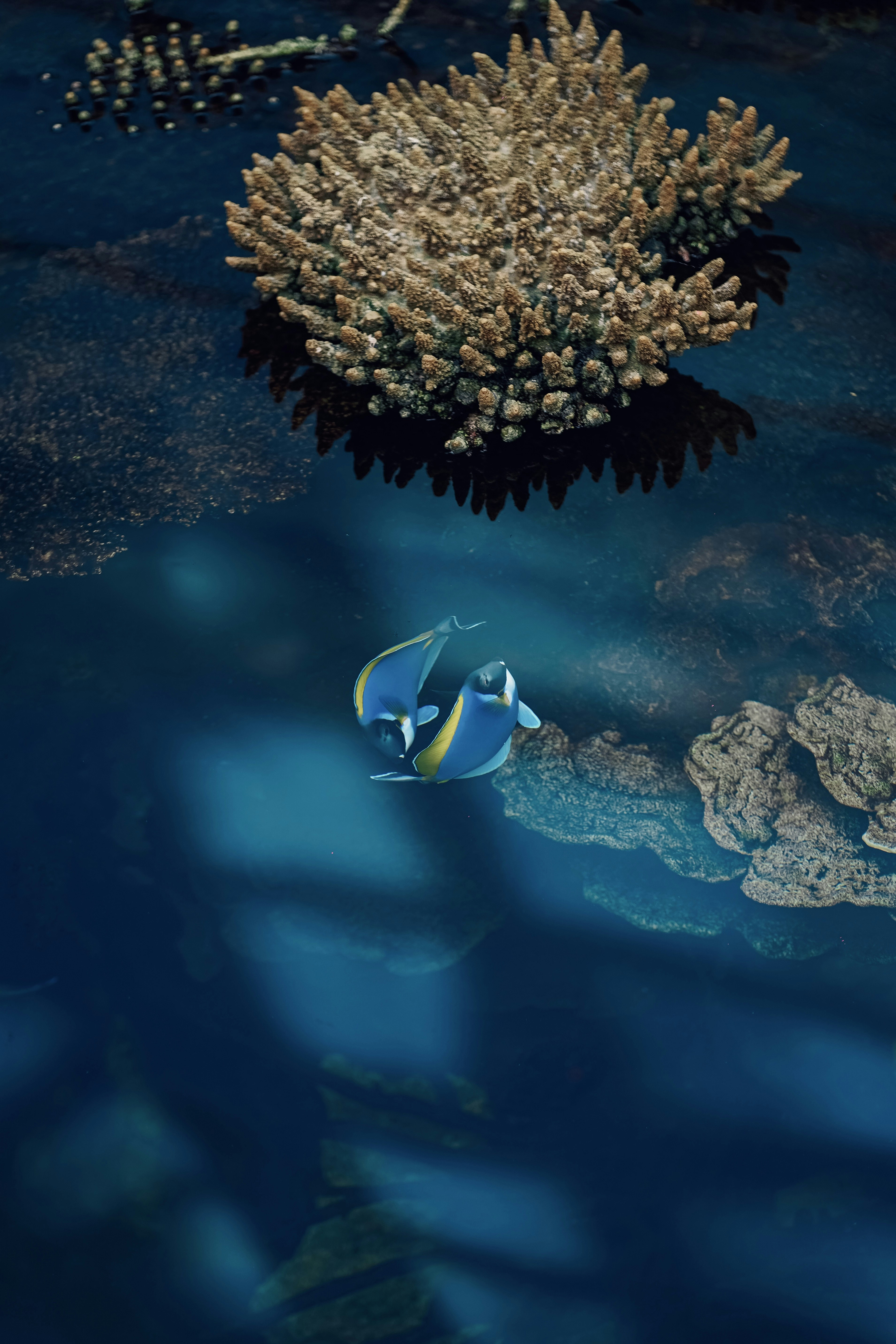 Blue and Yellow Doctors: A Coral-Crowned Moment Beneath the Surface