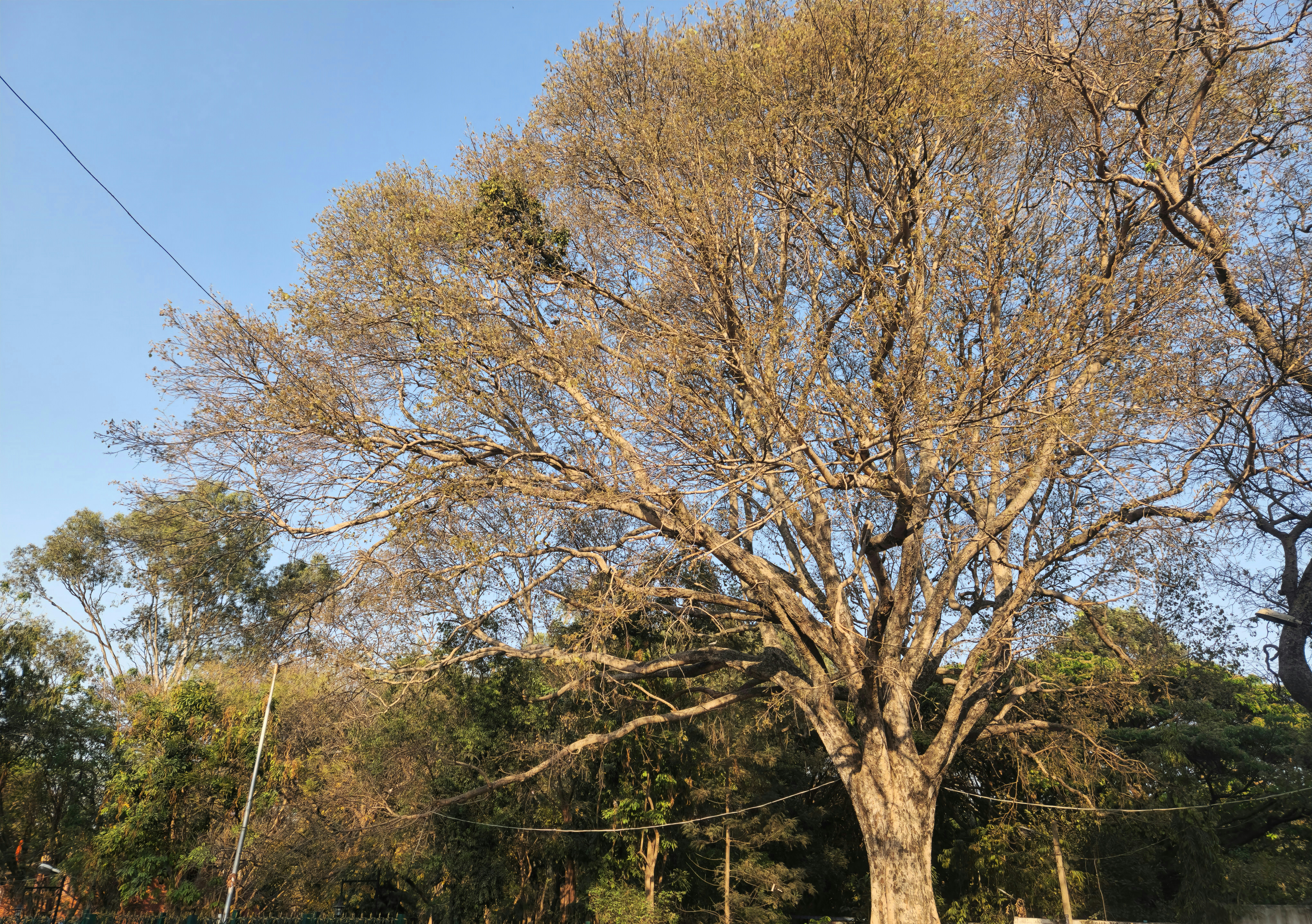 A large tree in the middle of a park photo – Free Bangalore Image on ...