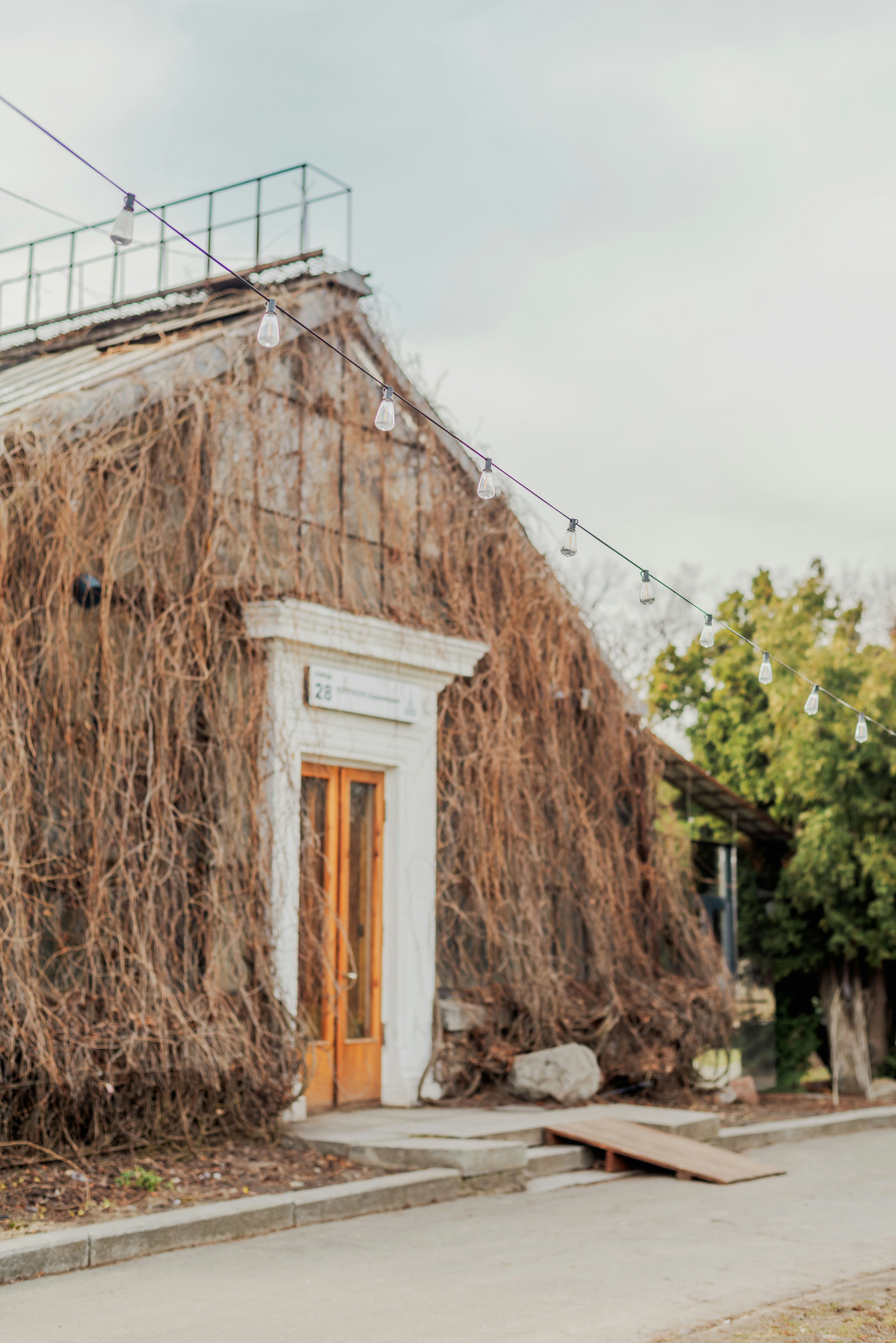 Vines on a Quiet Facade: A Wooden Door Framed by Bare Ivy