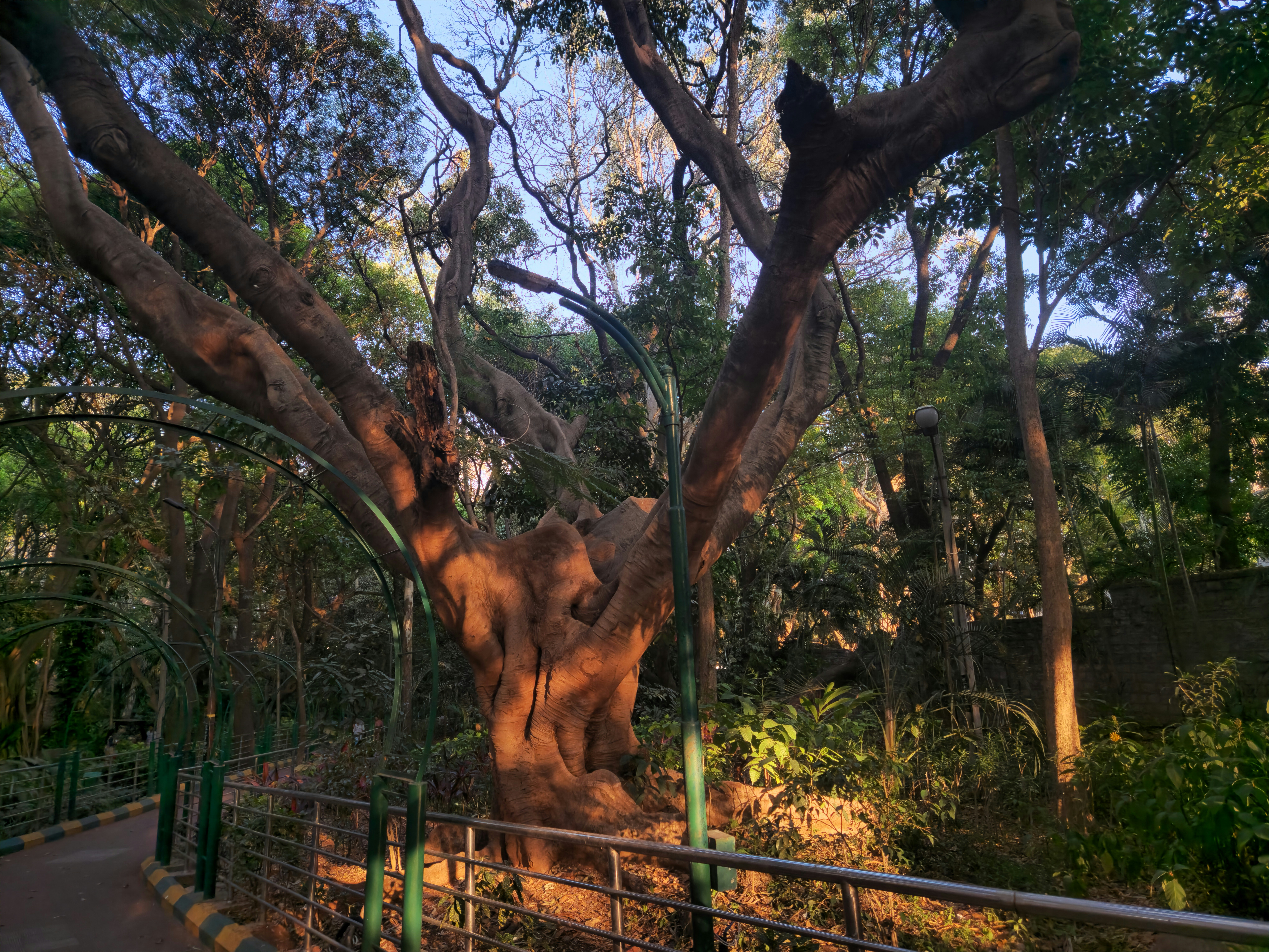 A large tree in the middle of a park photo – Free Bugle rock park Image ...