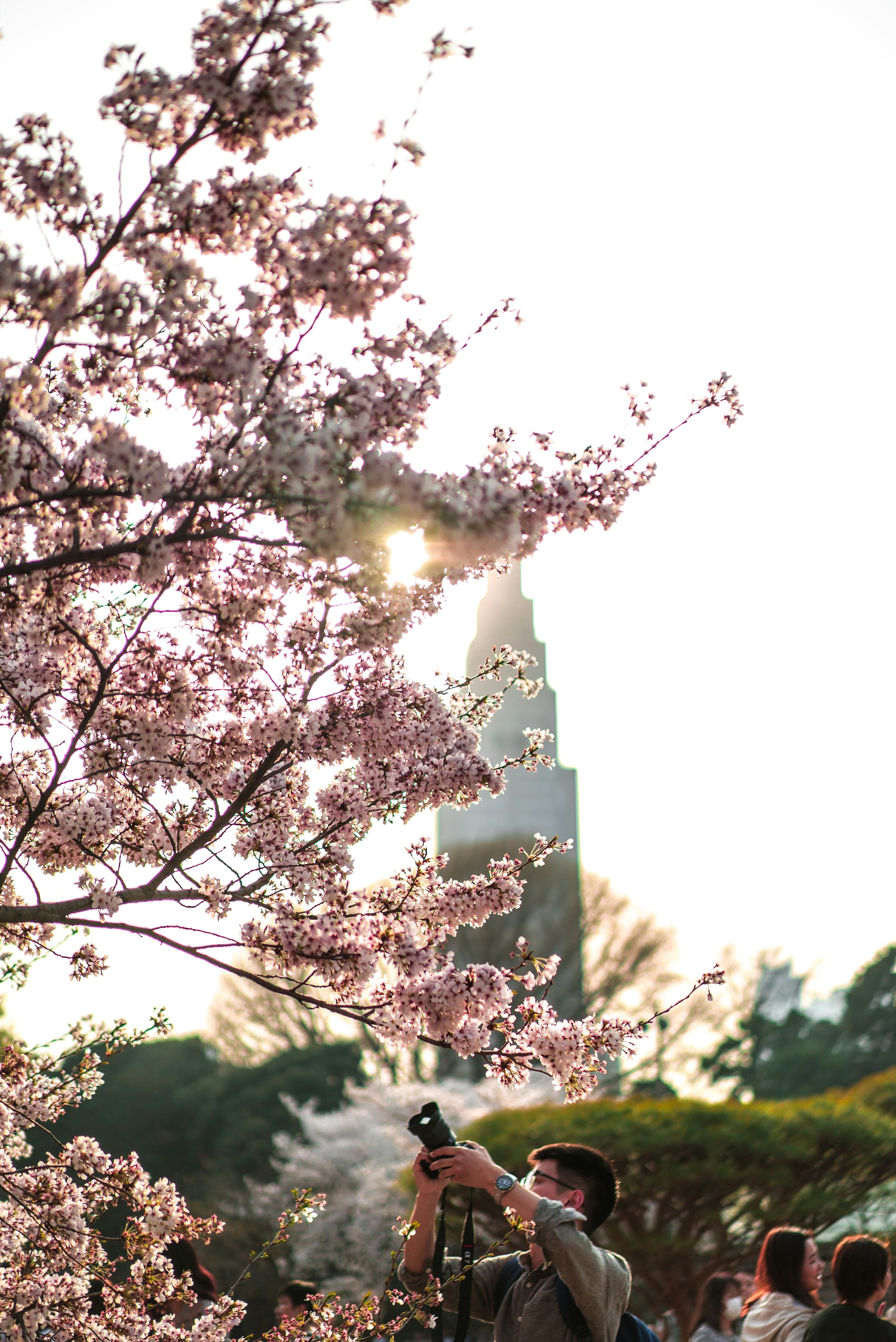 Sunlit Sakura Frame: A Photographer Beneath Blooming Branches