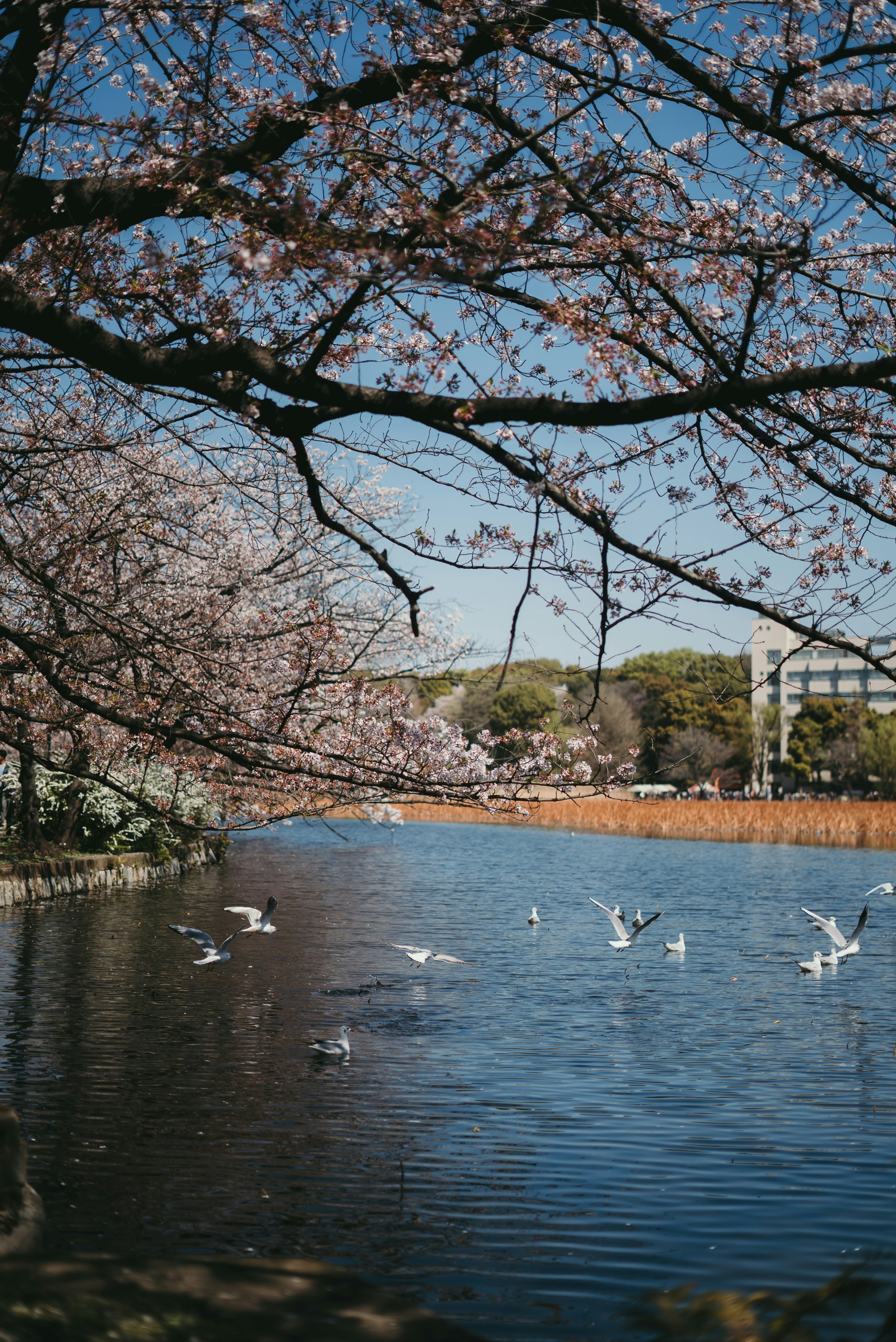 Branch-framed spring lake: pink blossoms, blue water, and drifting white birds