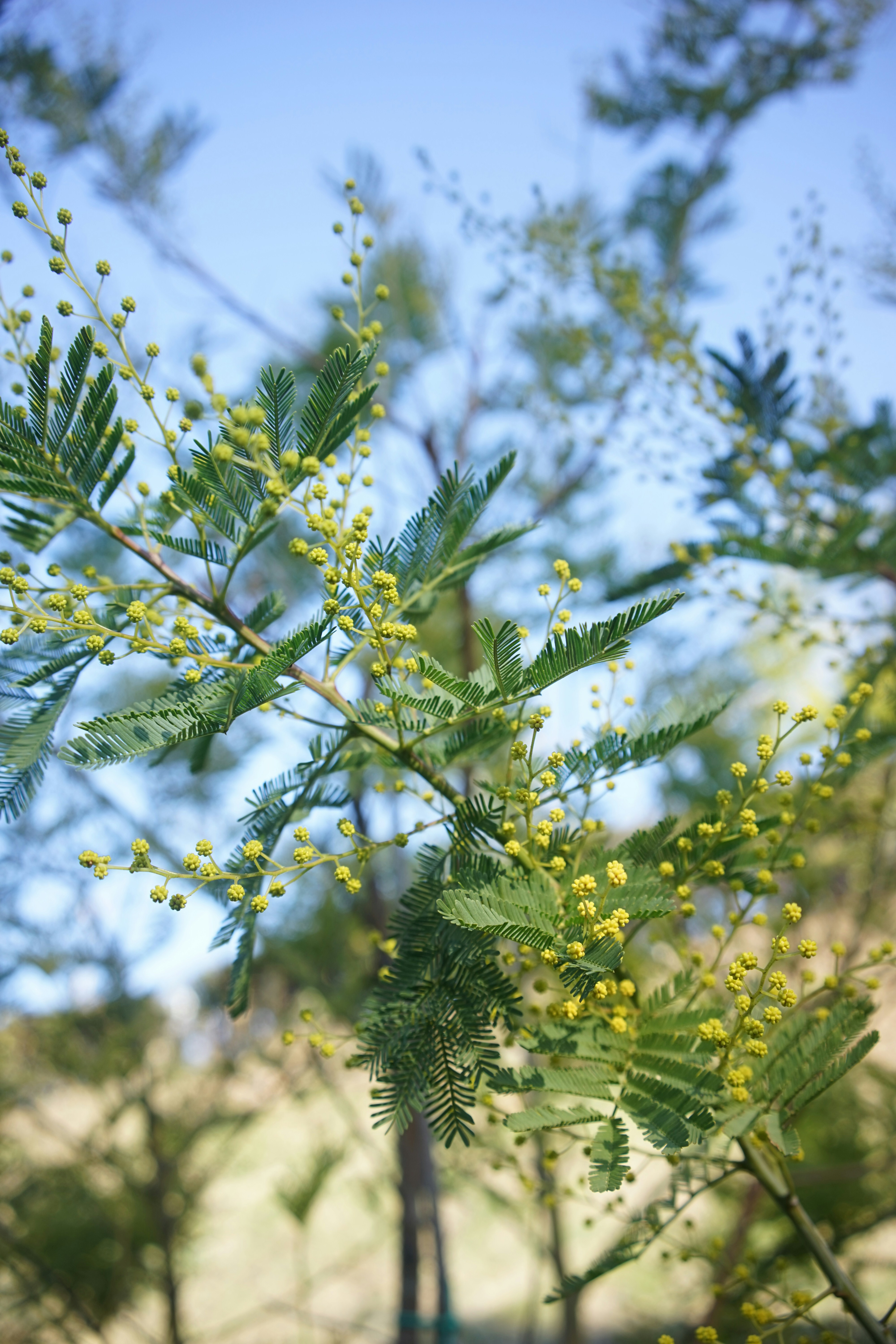 Yellow blossoms in a fern-like branch reaching toward a blue sky