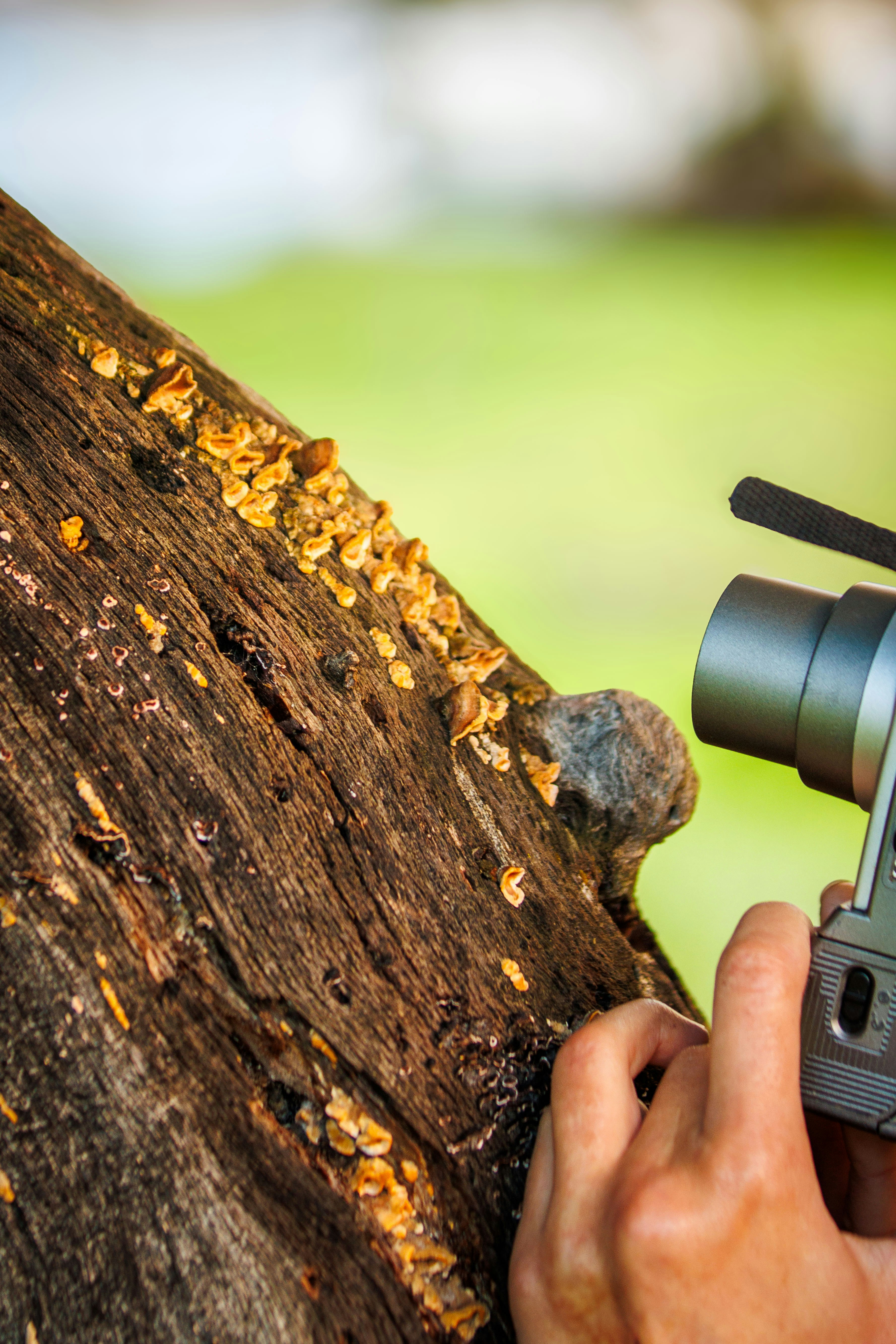 A person holding a camera next to a tree photo – Free Pauma valley ...