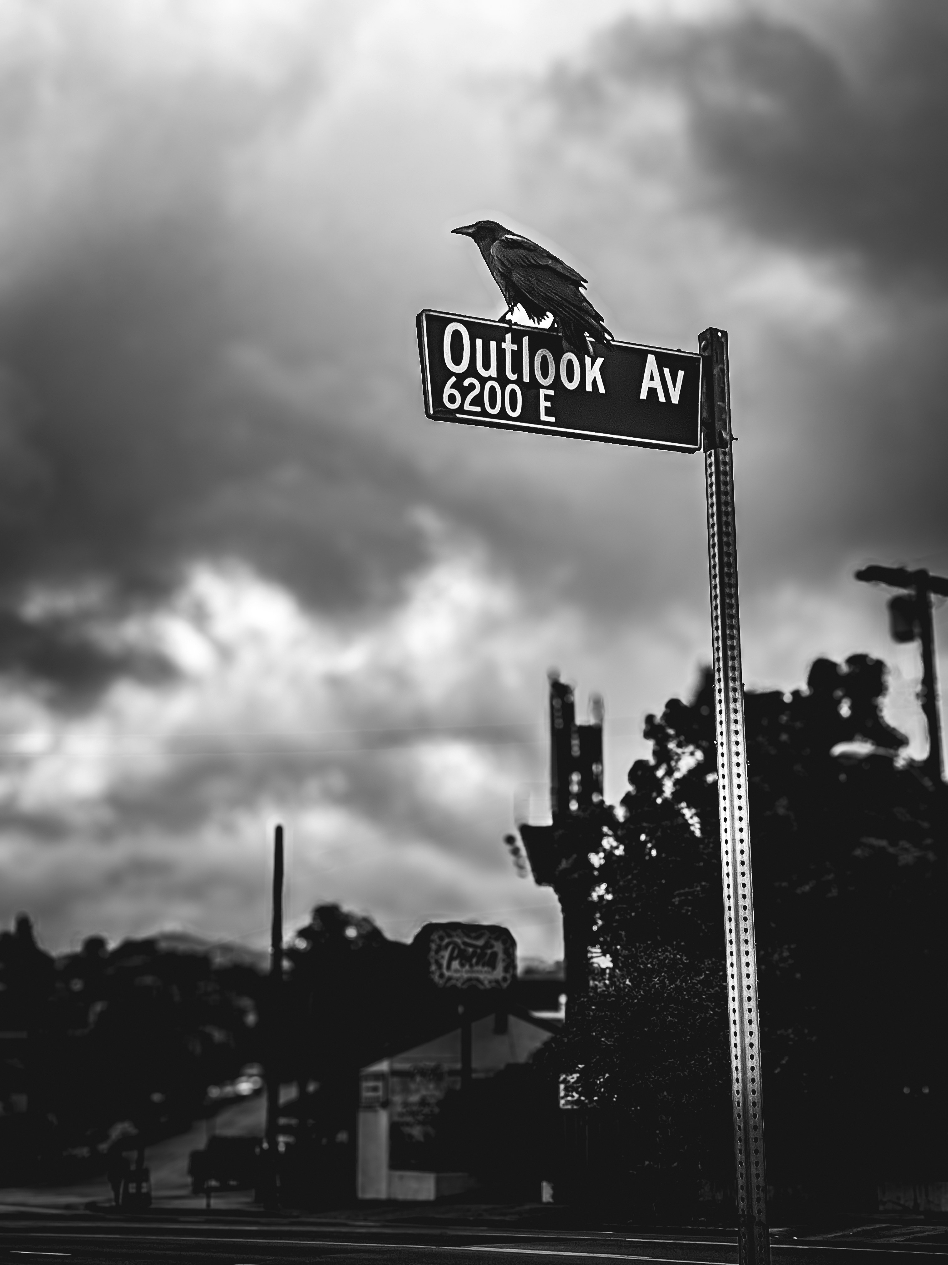 Raven Sentinel on Outlook Ave under a Storm-Gray Sky