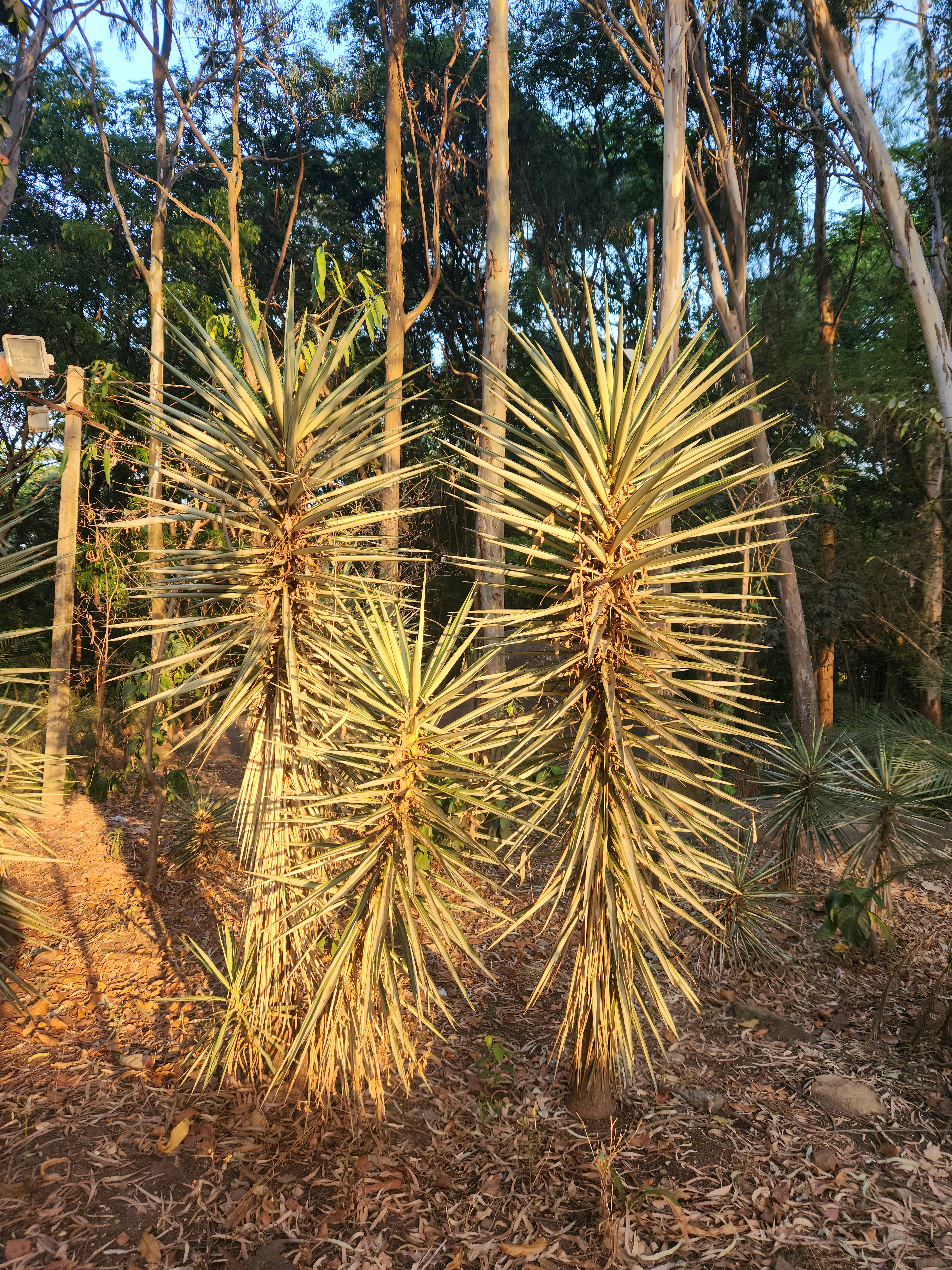 Three spiky plants basking in golden sunlight amidst a backdrop of tall trees. The interplay of light and shadow highlights their unique shapes.