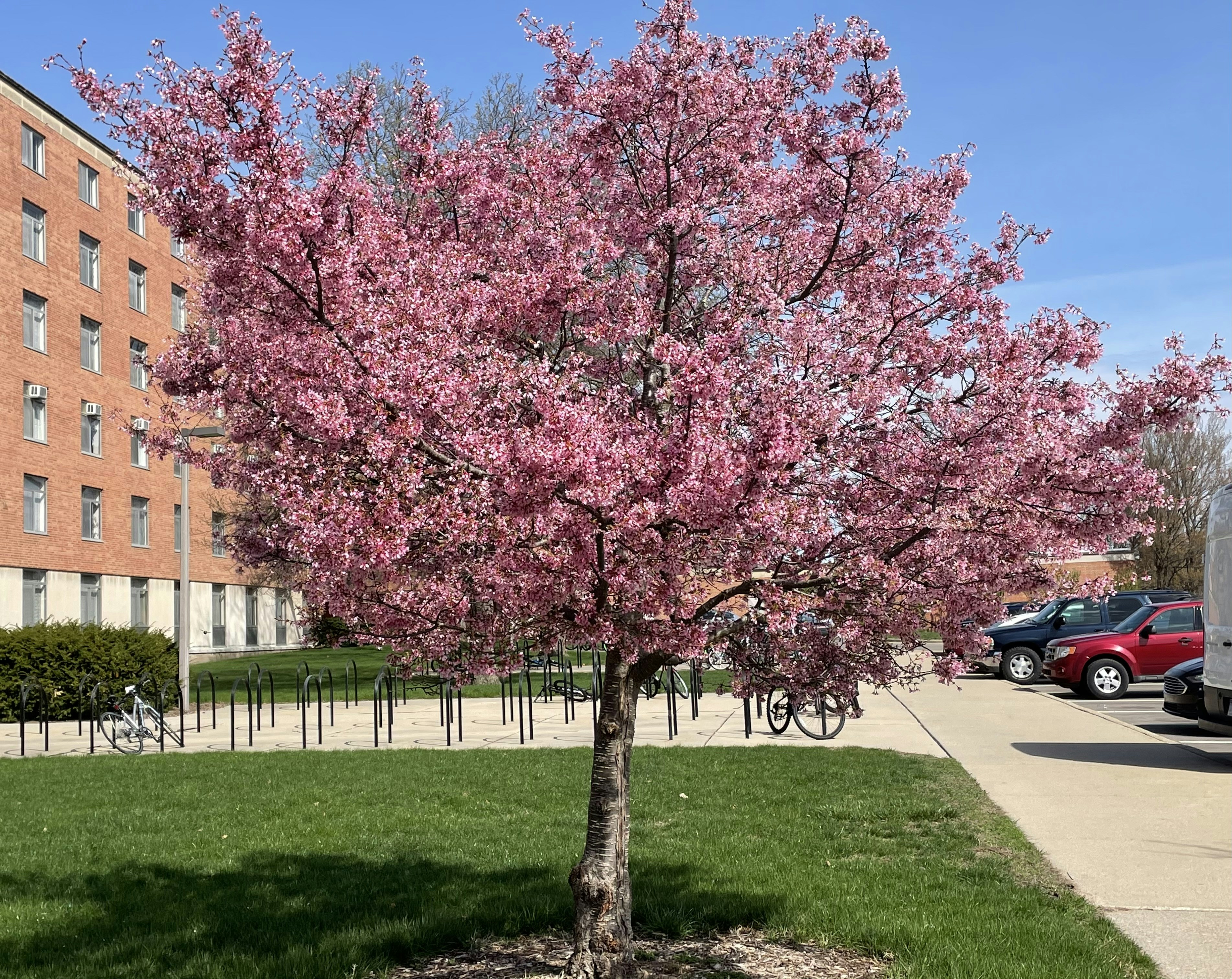 Pink Blossom Tree Framing a Sunlit Campus Quad