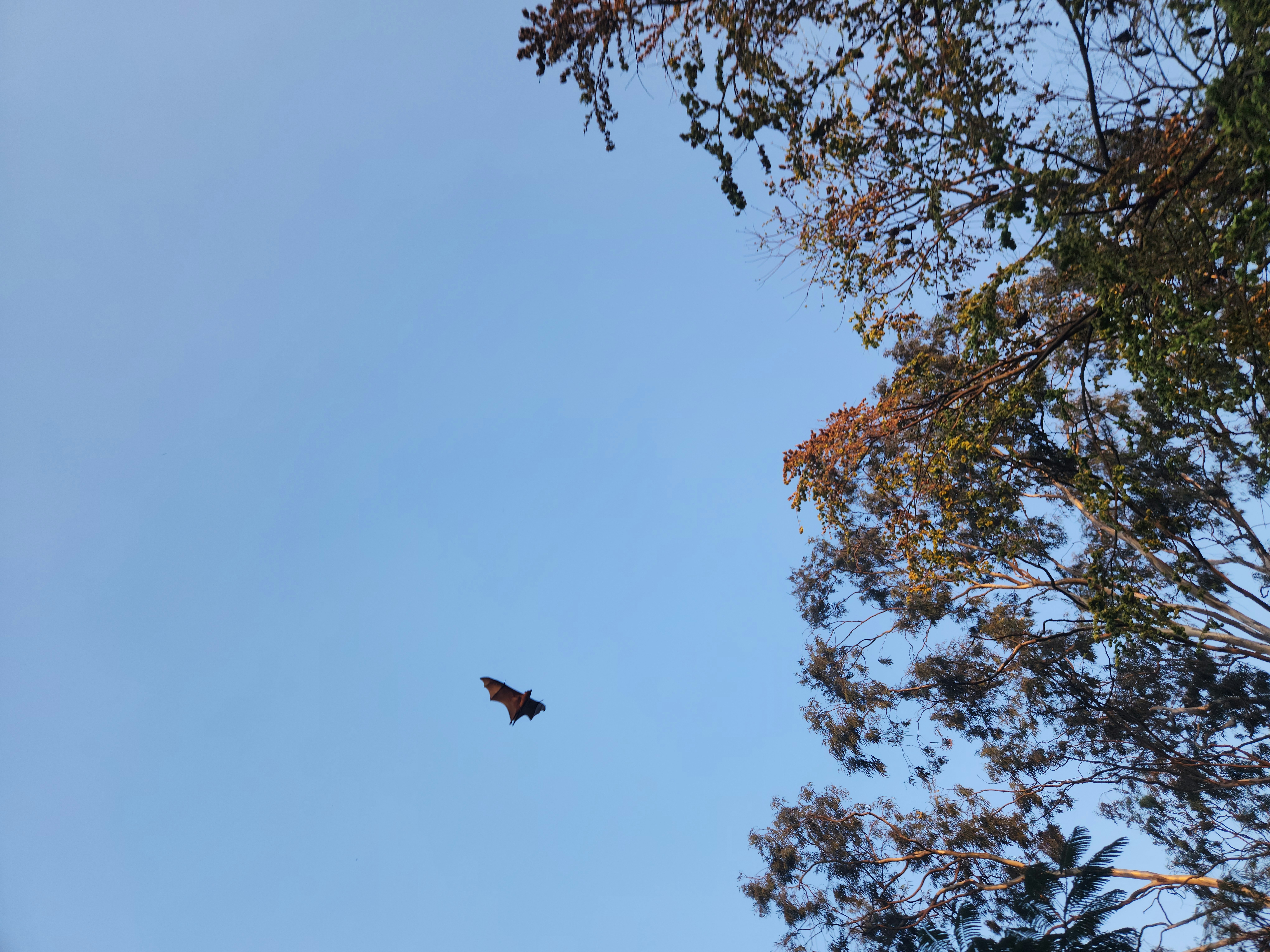 A bird flying high up in the sky photo – Free Bugle rock park Image on ...