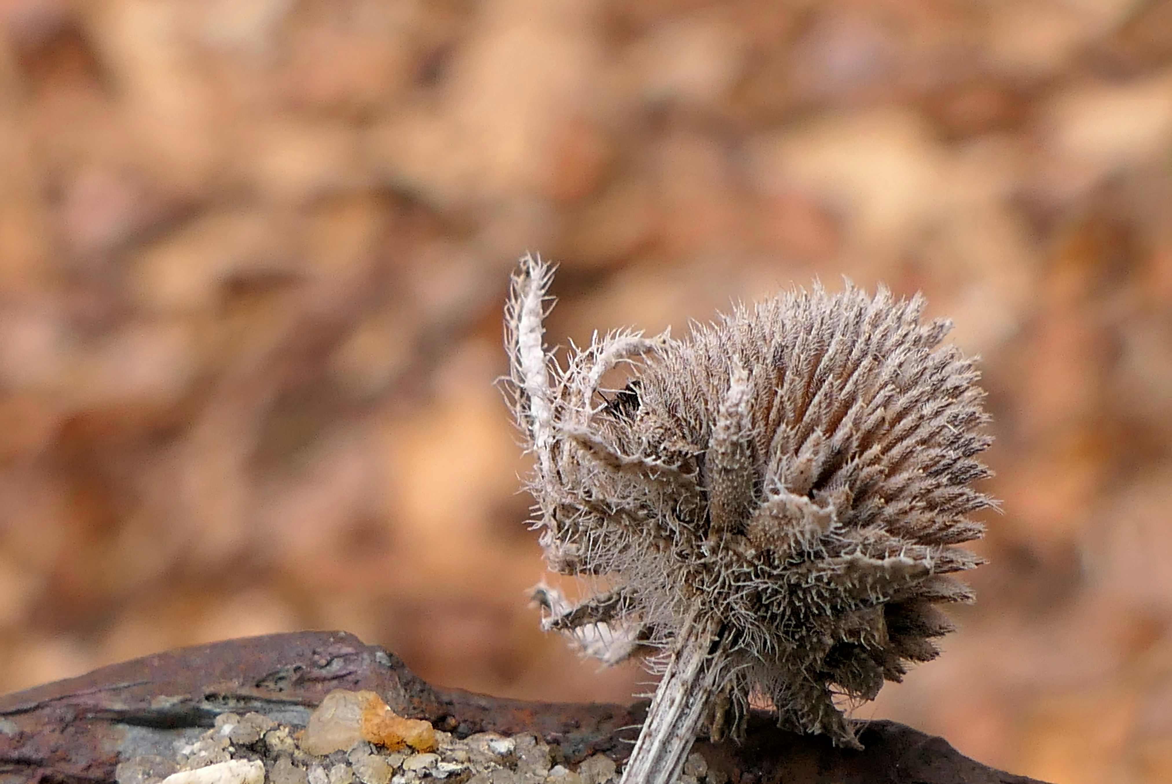 Frost-Kissed Thistle: Quiet Resilience on a Weathered Rock