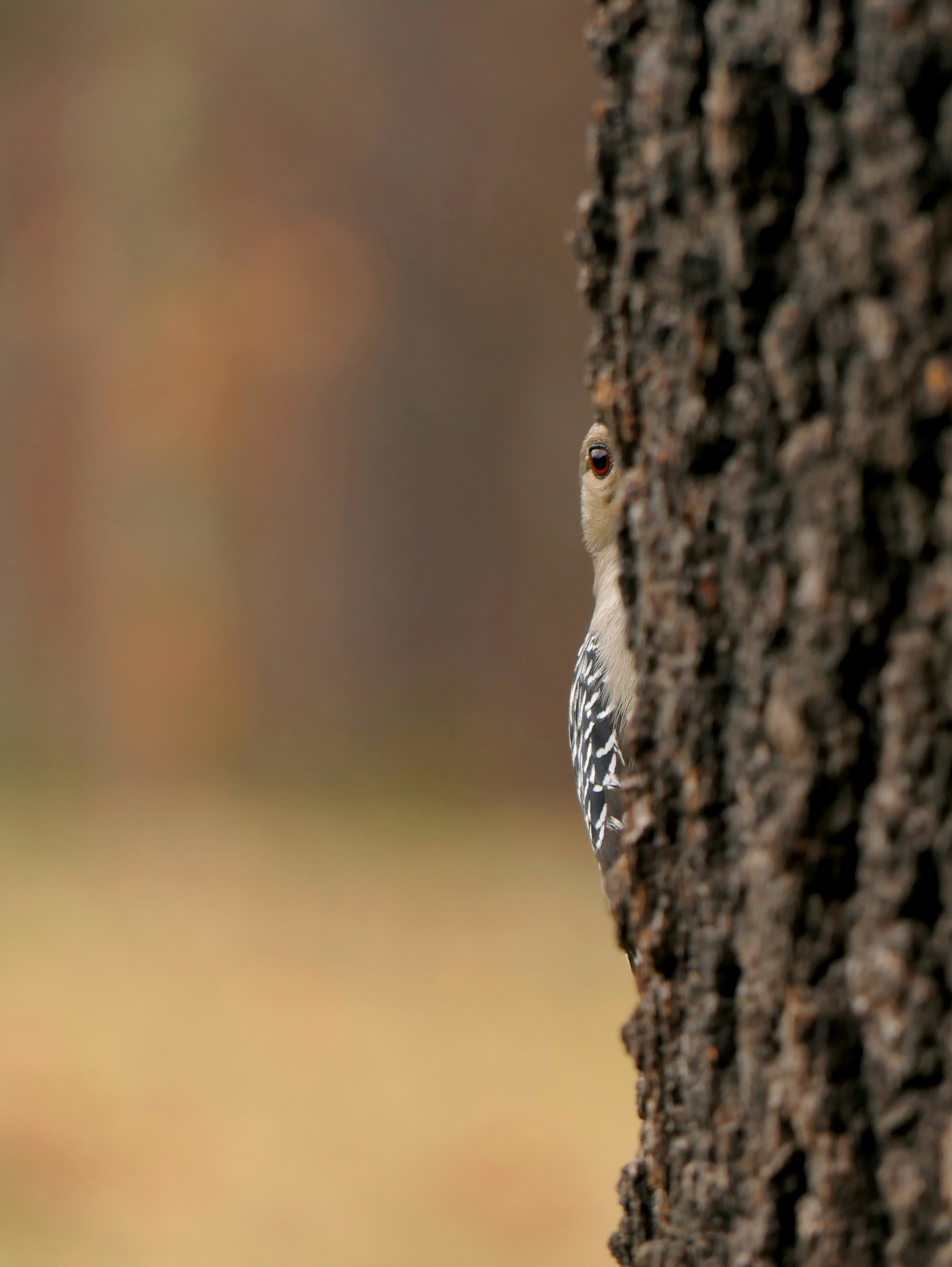 wary woodpecker peeking around tree trunk