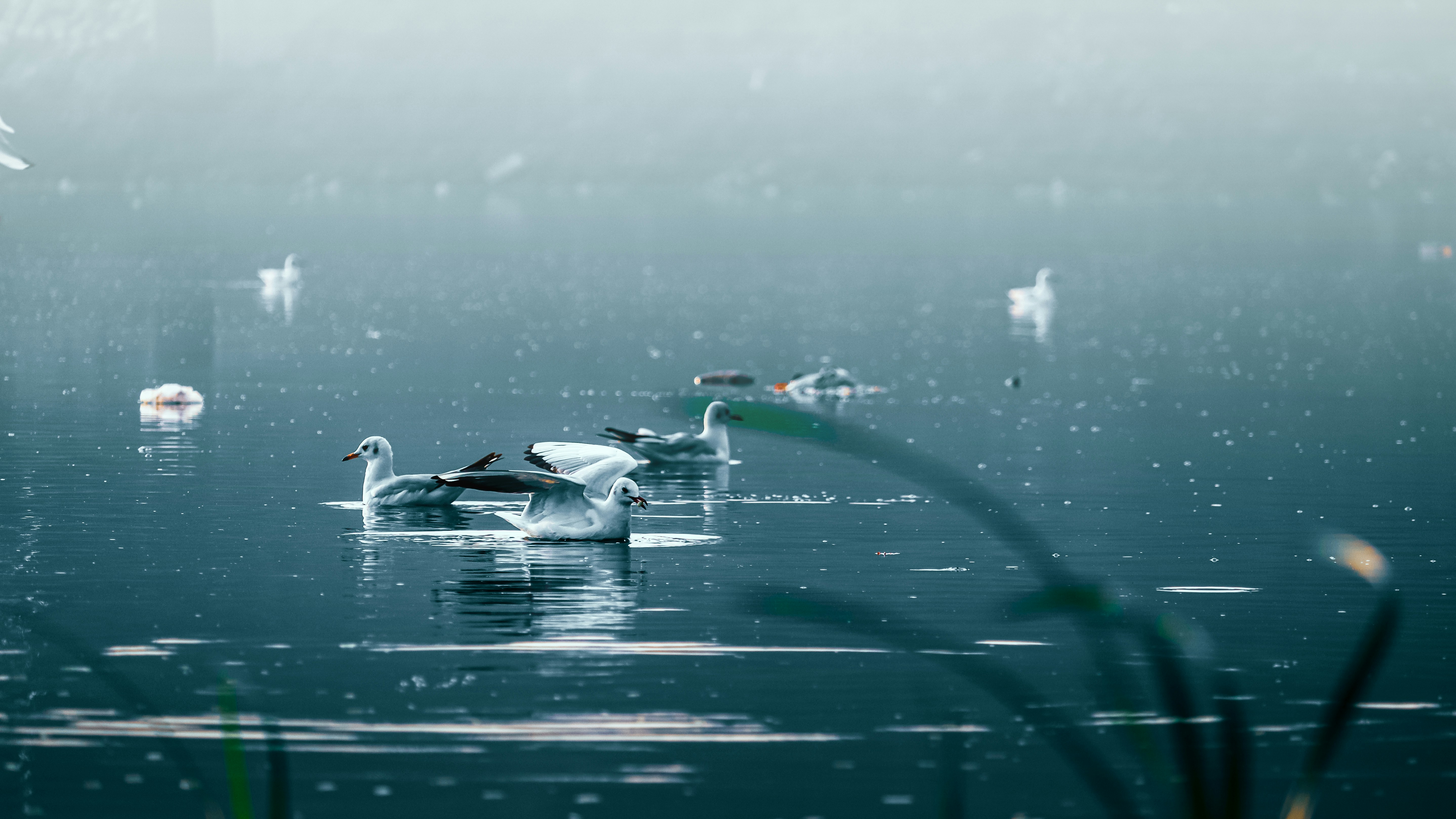 Mist-Lit Flotilla: Waterfowl on a Quiet Lake