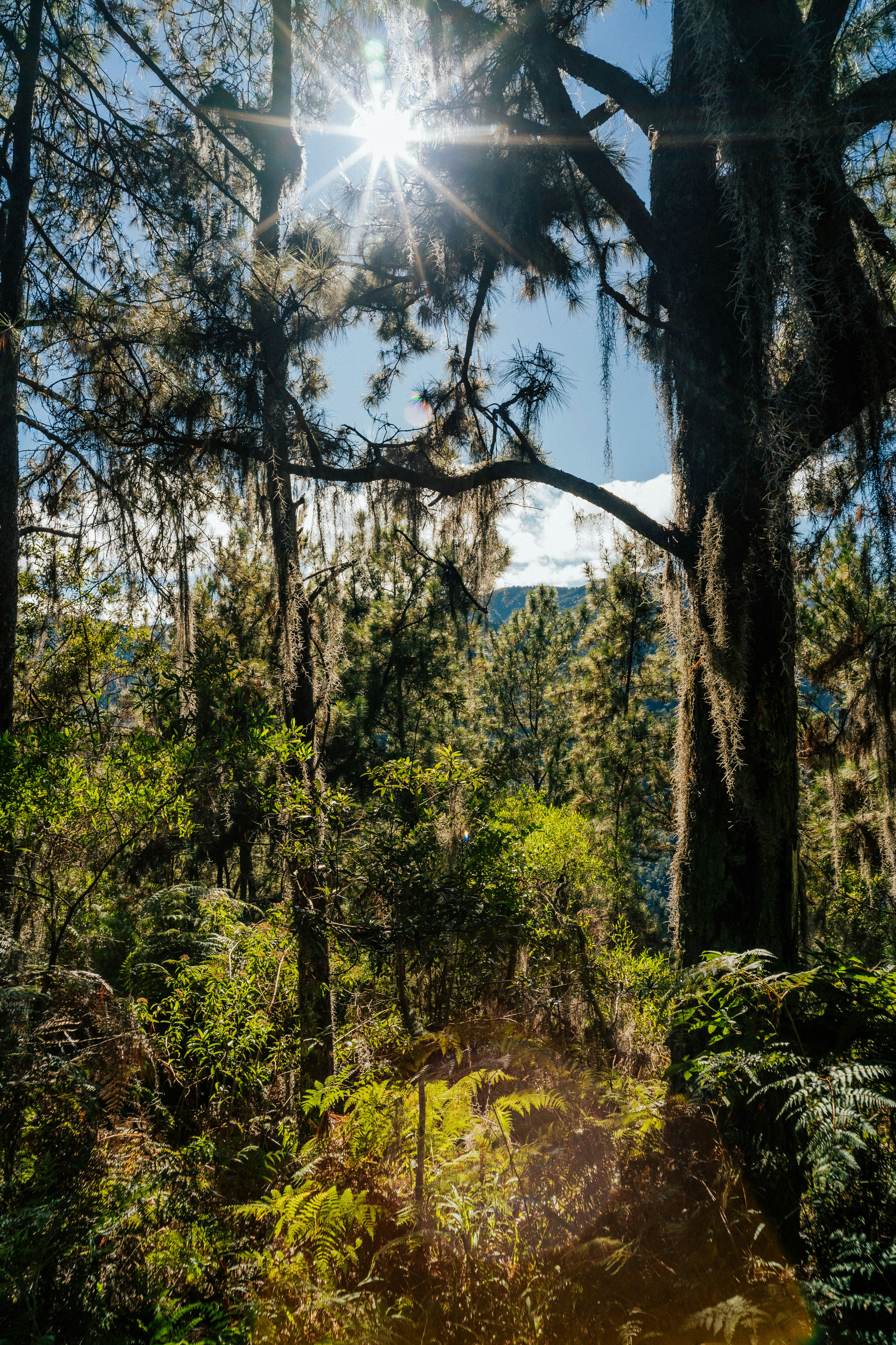 Starburst Through Moss-Draped Pines: A Quiet Forest Portrait