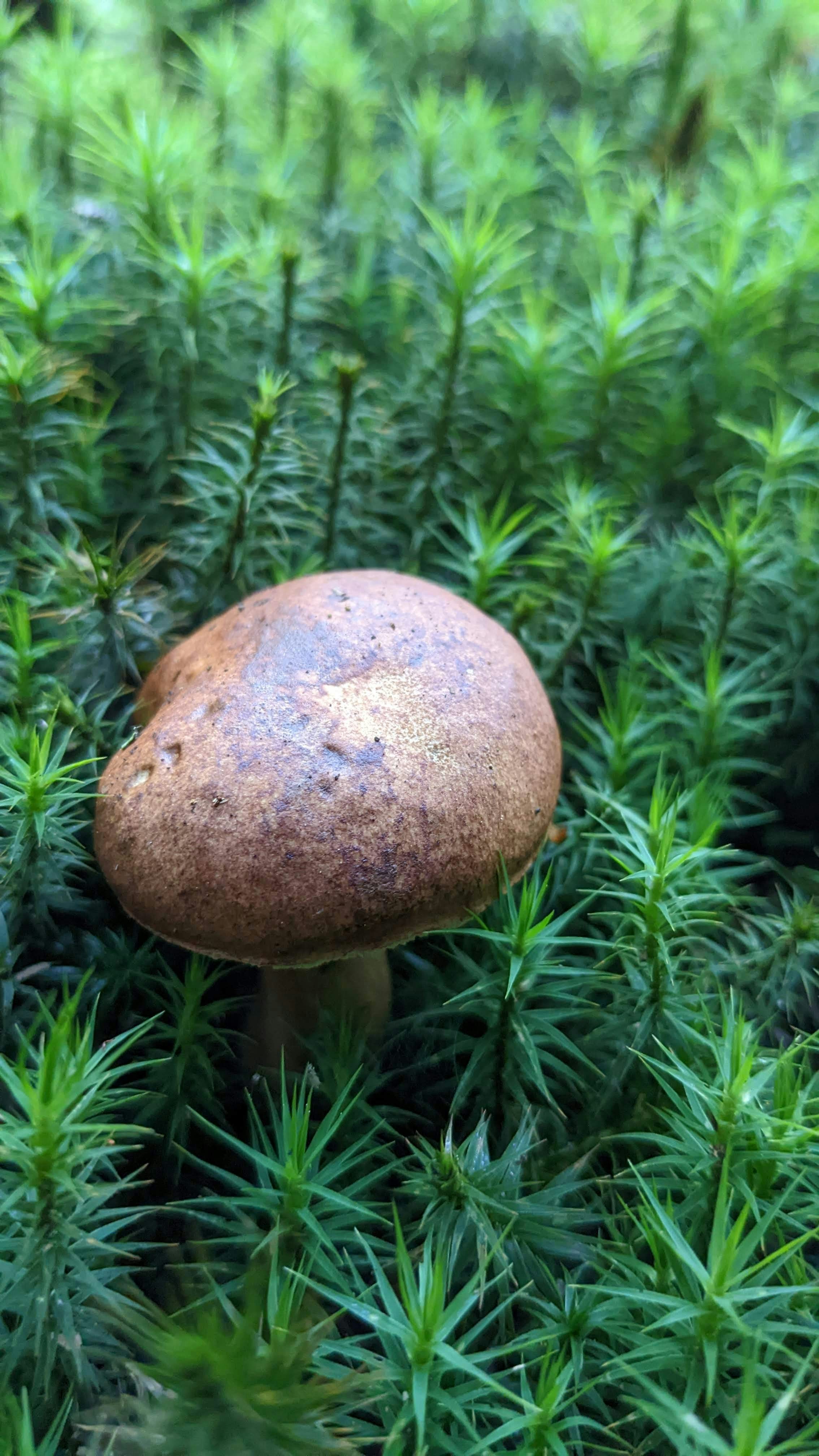 Close-up photograph of a brown mushroom rising from dense, needle-like green moss.