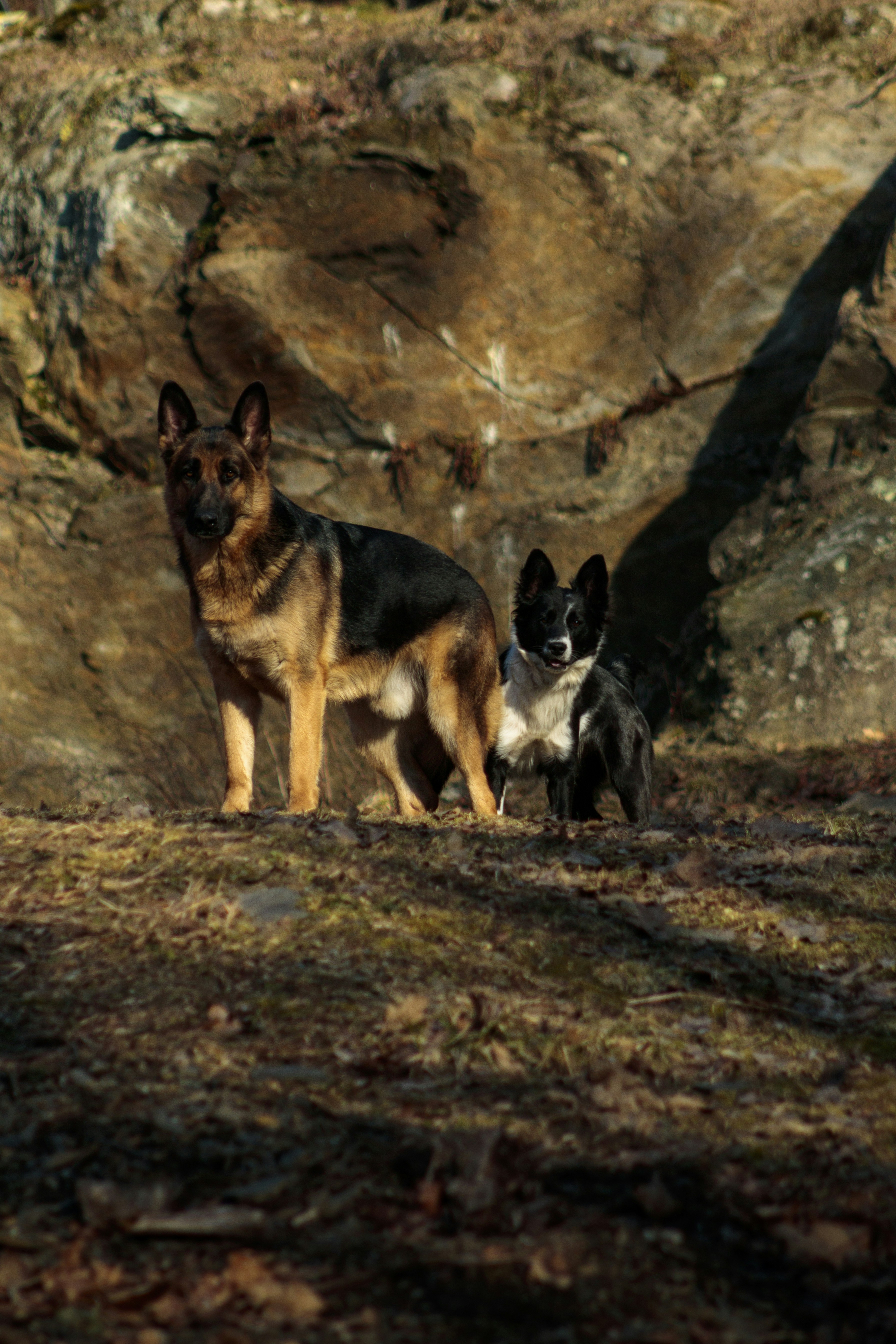 A couple of dogs standing on top of a grass covered field photo – Free ...