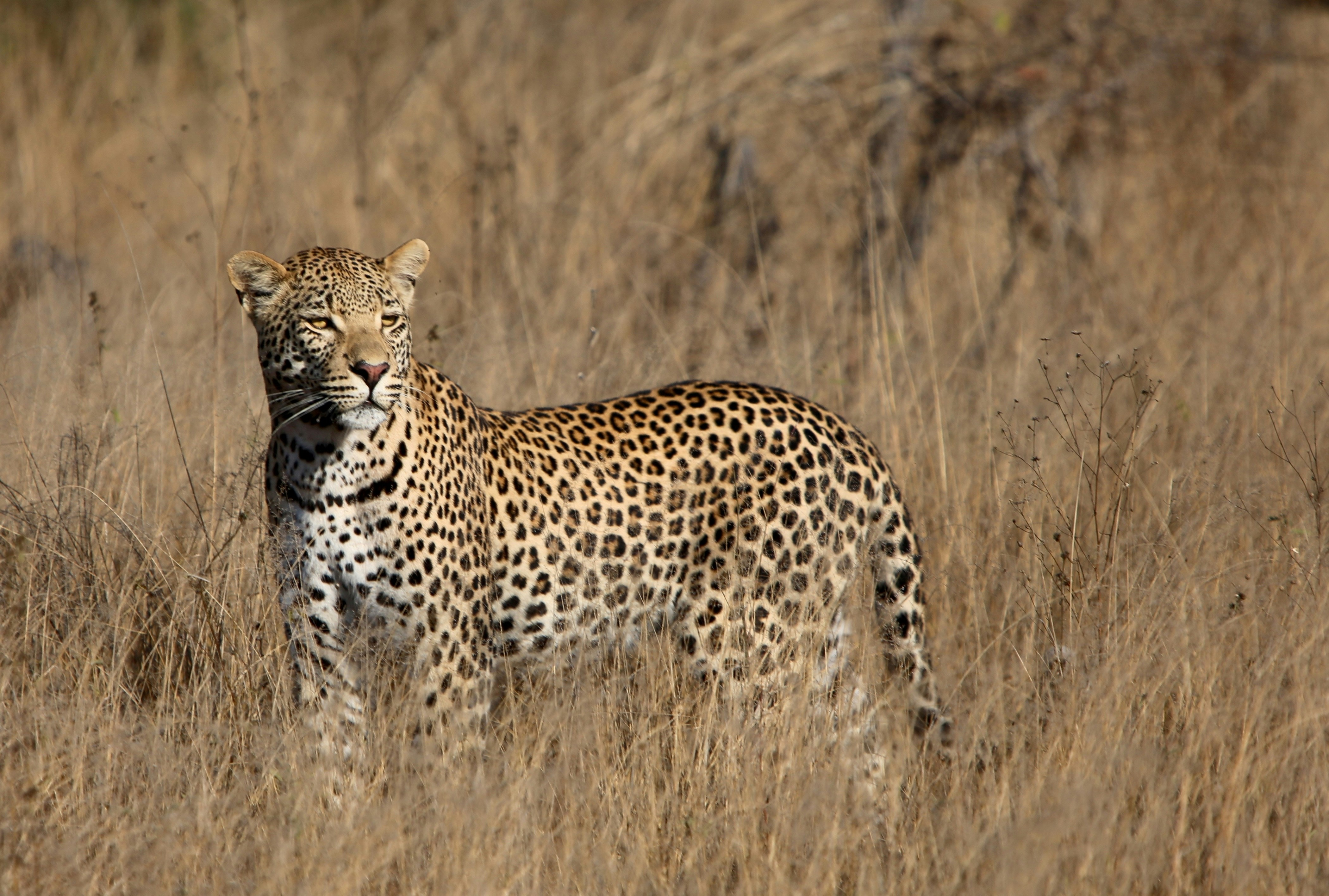 Male leopard, Sabi Sabi, South Africa.