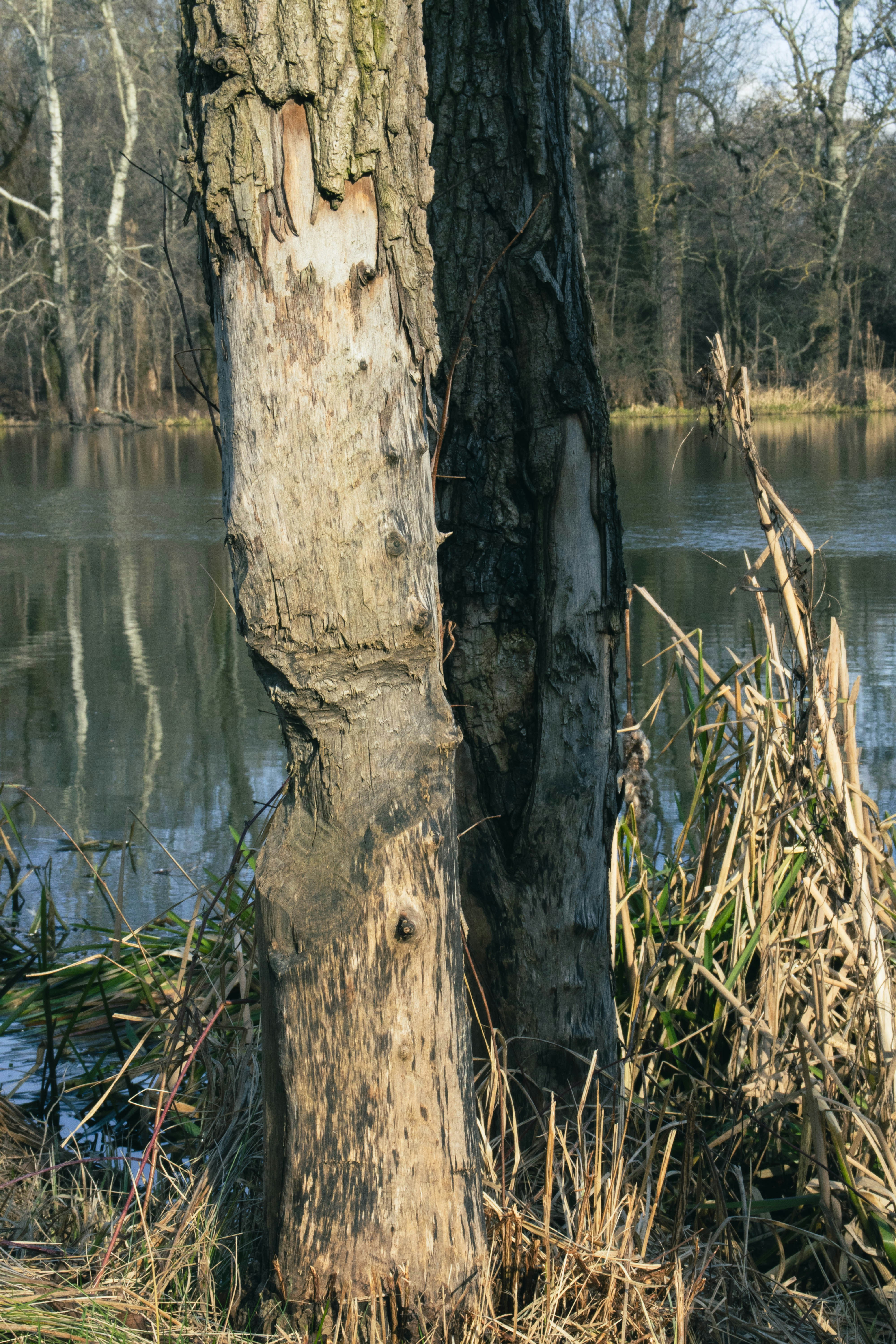 Photo by Andrey Volk with Canon EOS 250D