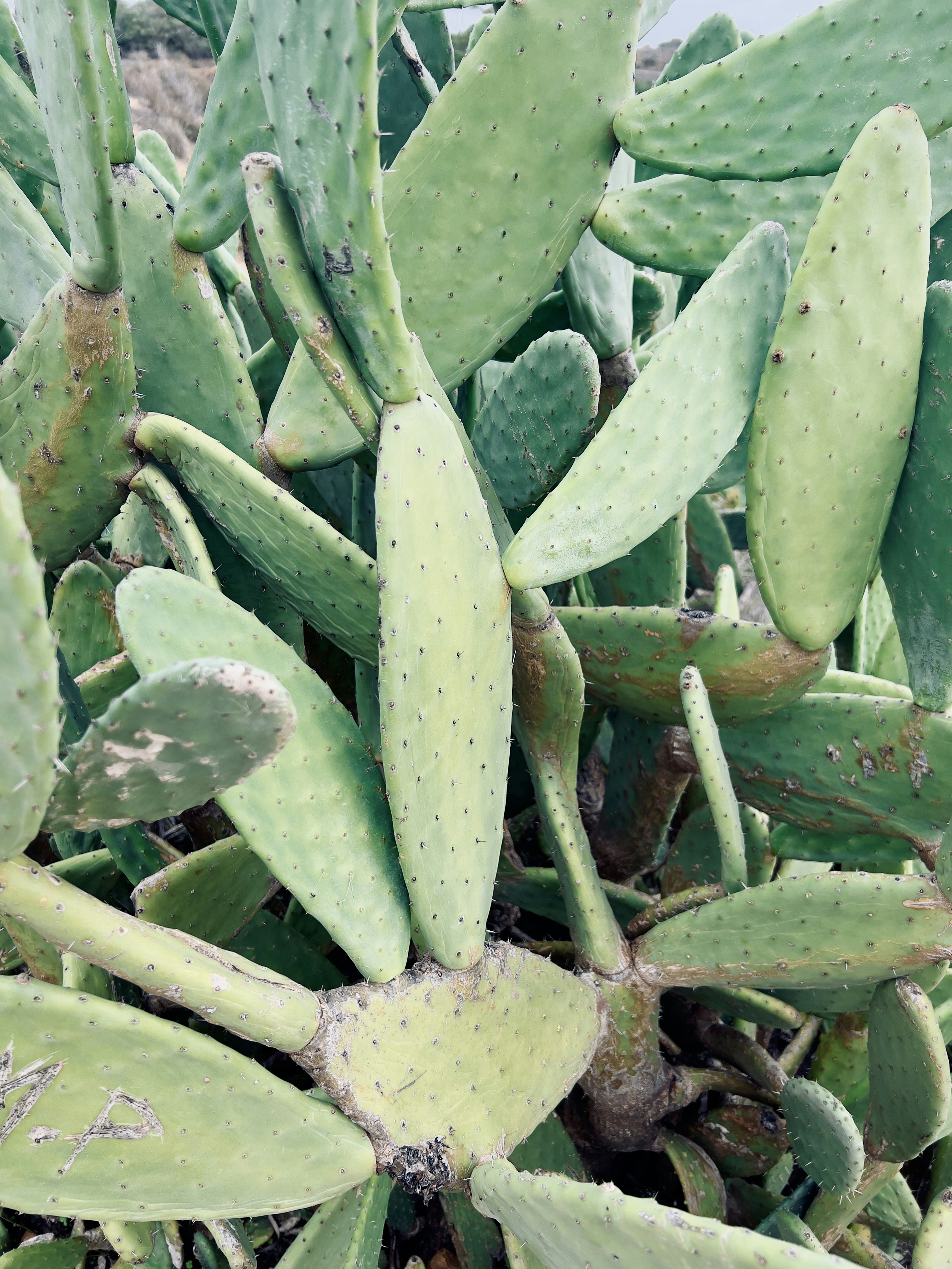 Emerald Armor: A Dense Meadow of Prickly Pear Pads