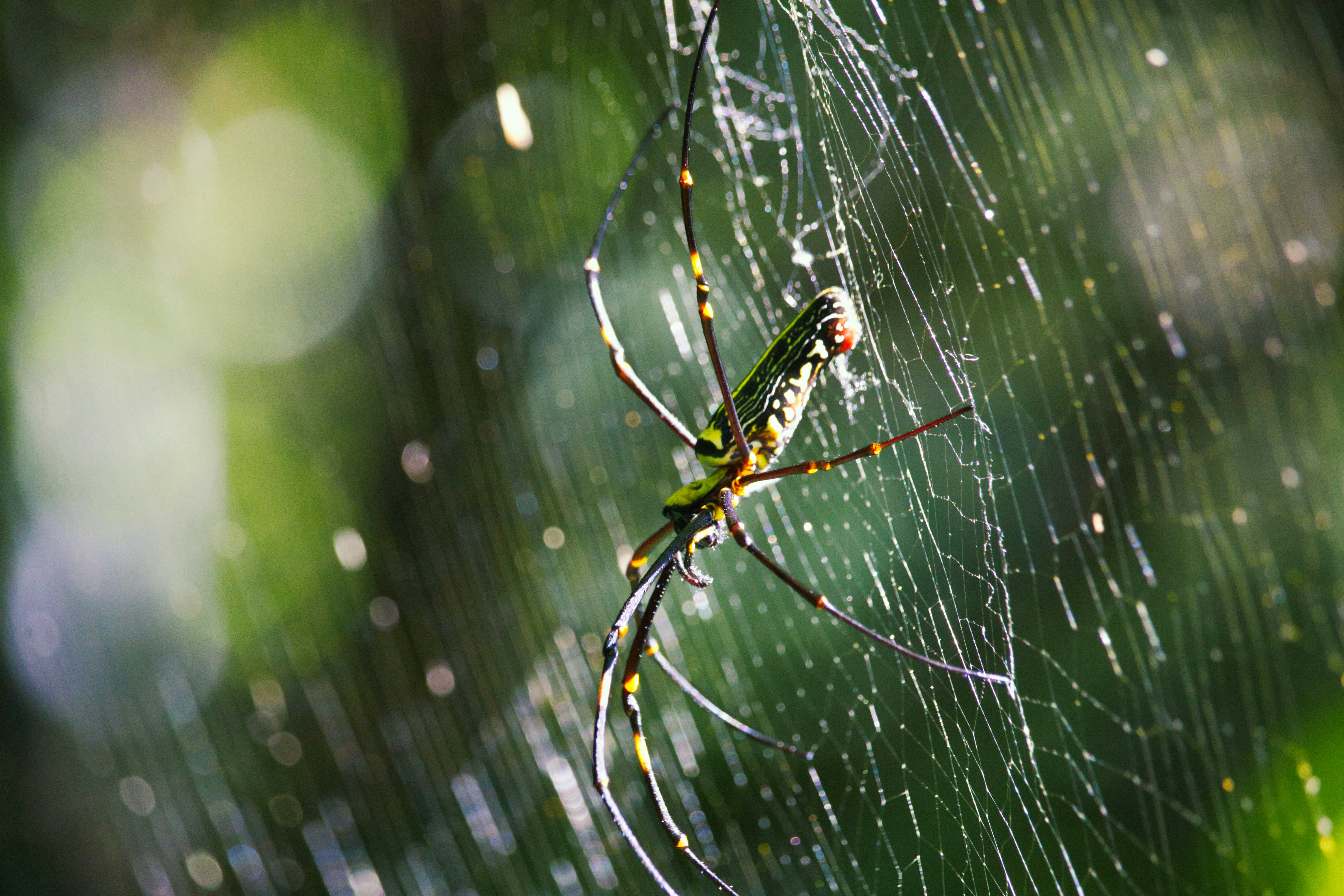 Silken Lattice: a spider on a dew-dusted web