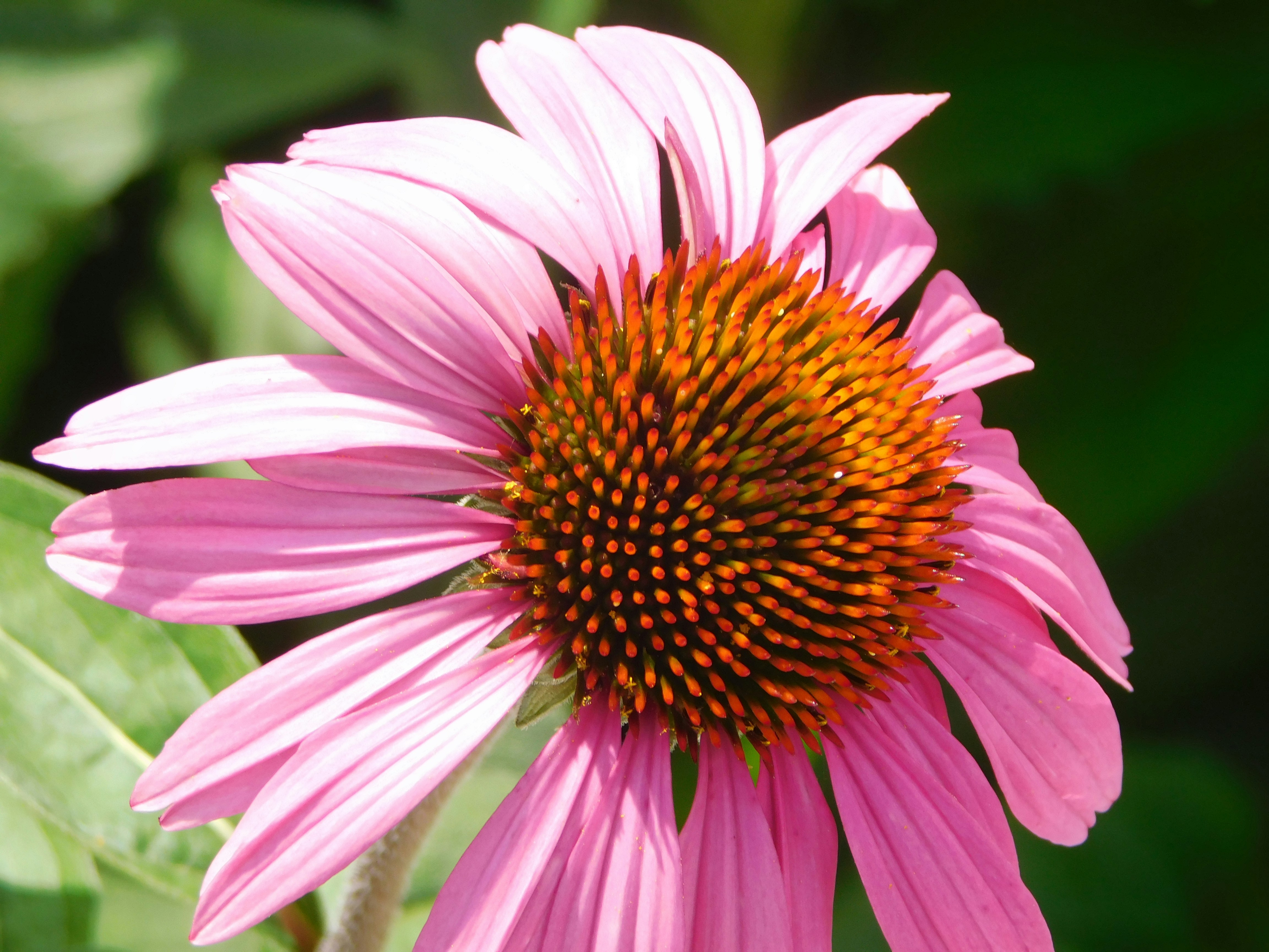 Close-up of a pink coneflower showcasing its intricate center and vibrant petals. The image highlights the beauty of nature in full bloom.