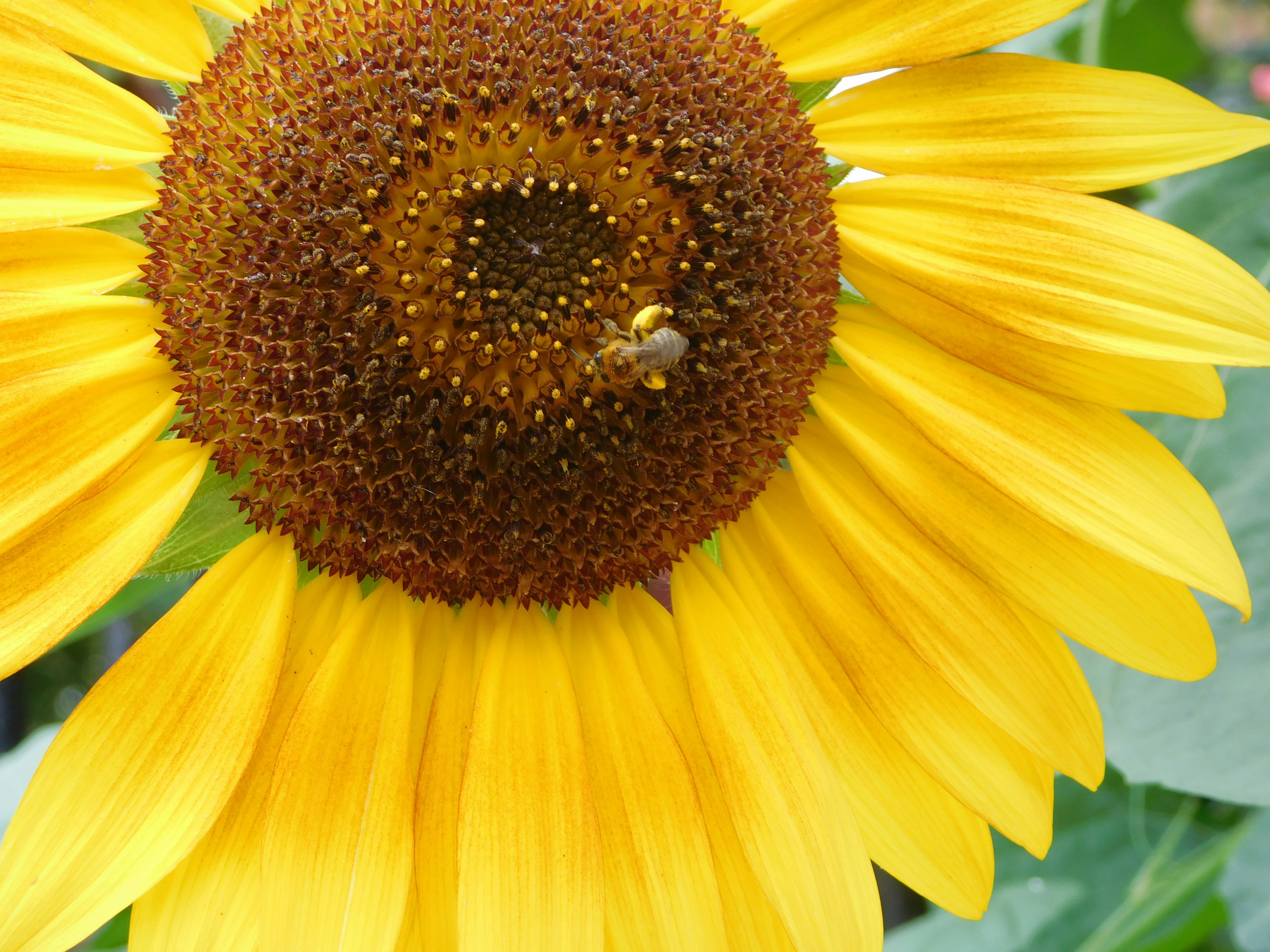 Close-up photograph of a sunflower center with a bee, highlighting the seed disk and radiant yellow petals against green leaves.
