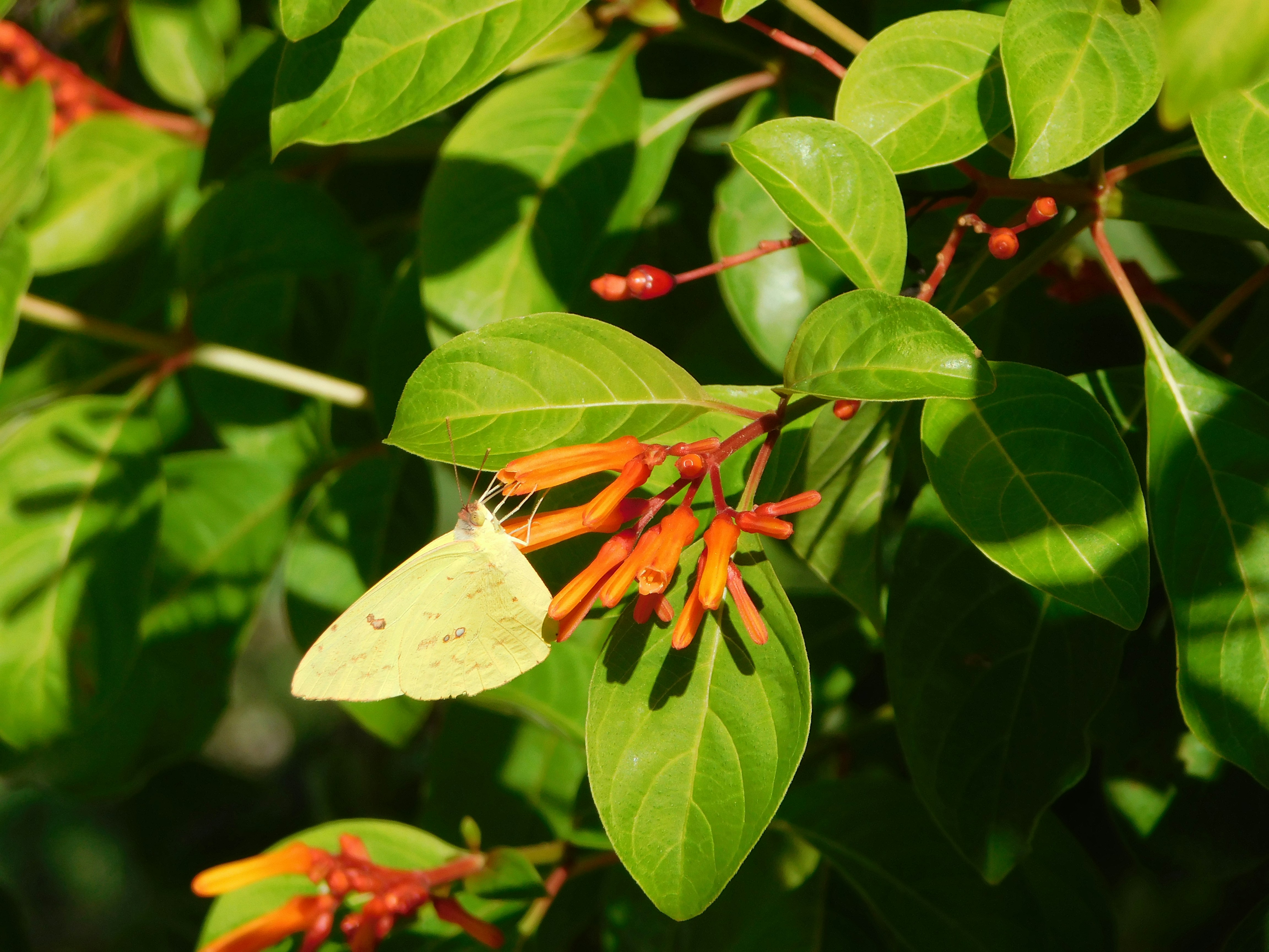 Cream Butterfly Alights on Crimson Tubular Blooms Amid Emerald Foliage