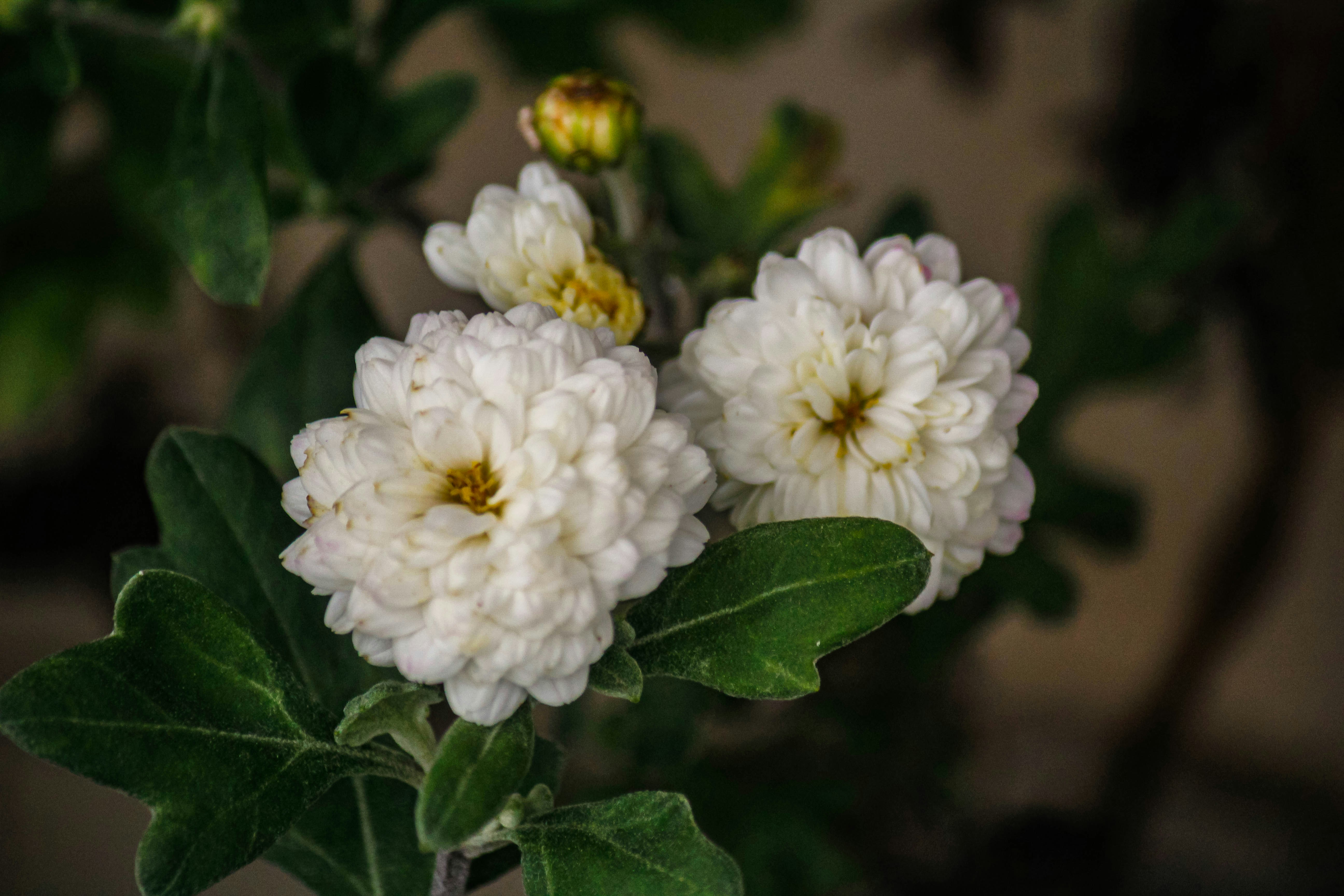 Double Camellias in Soft Shade