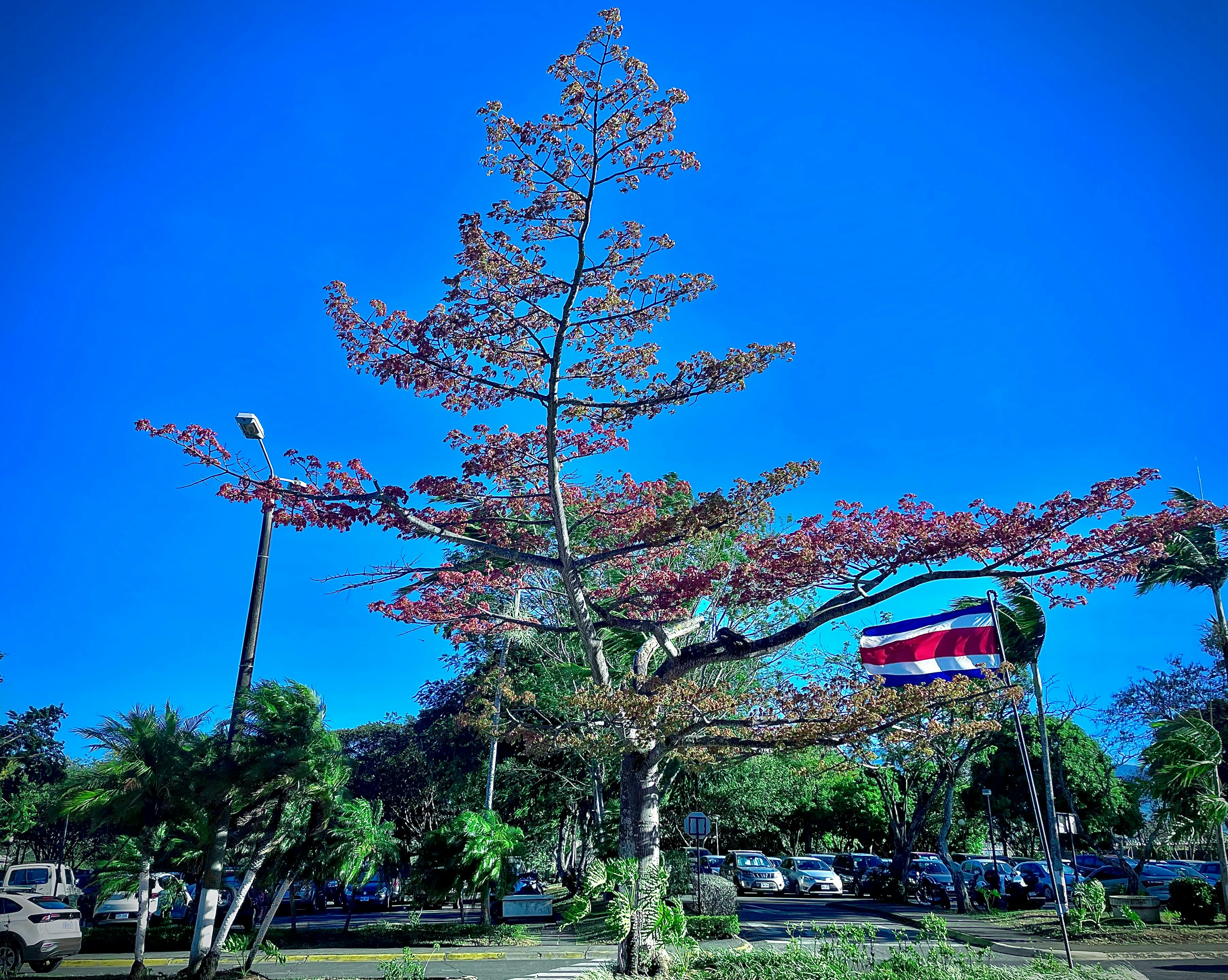 Un grand arbre avec un drapeau accroché à ses branches photo – Photo ...
