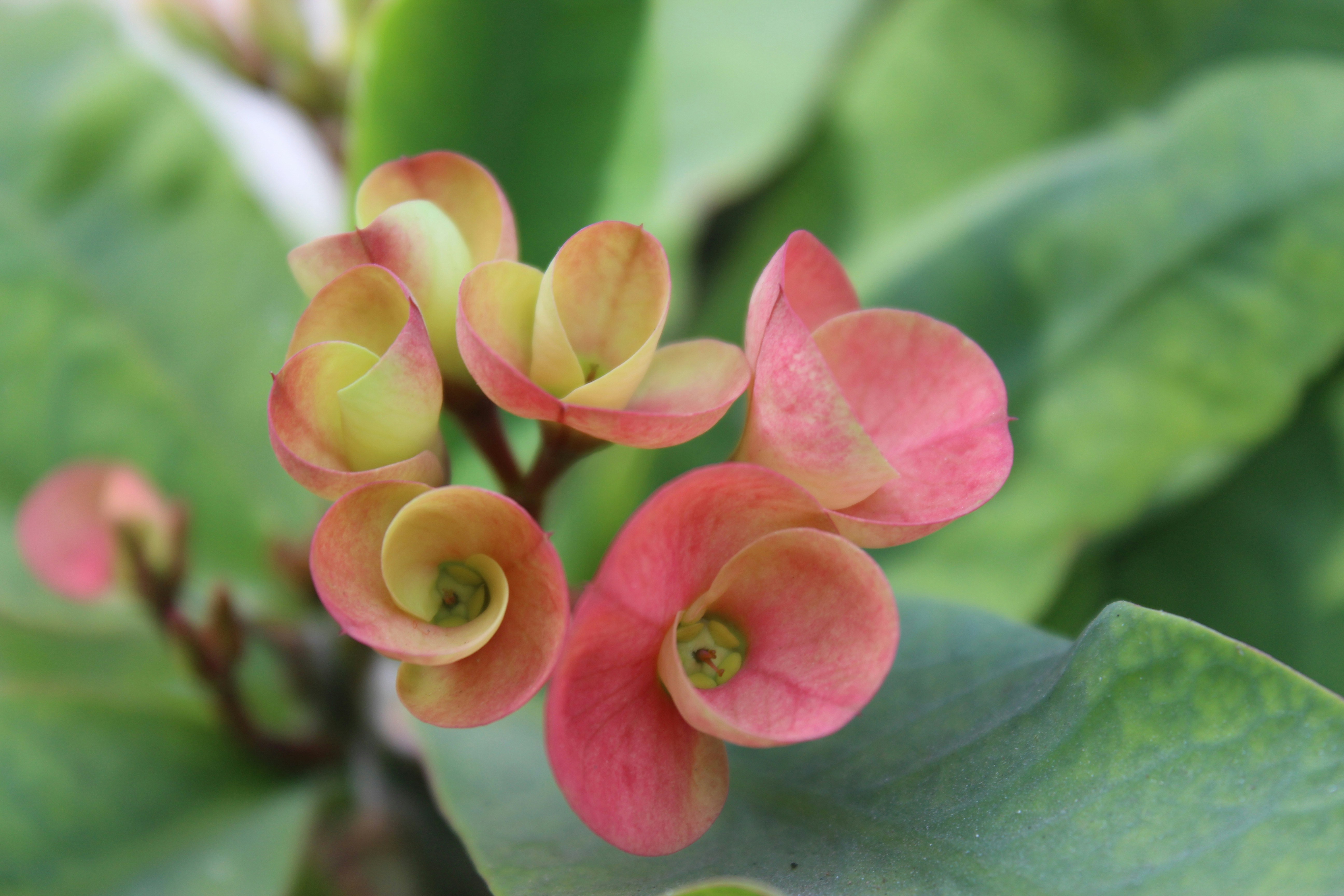 Whorls of Coral Petals: curling blossoms framed by lush green leaves