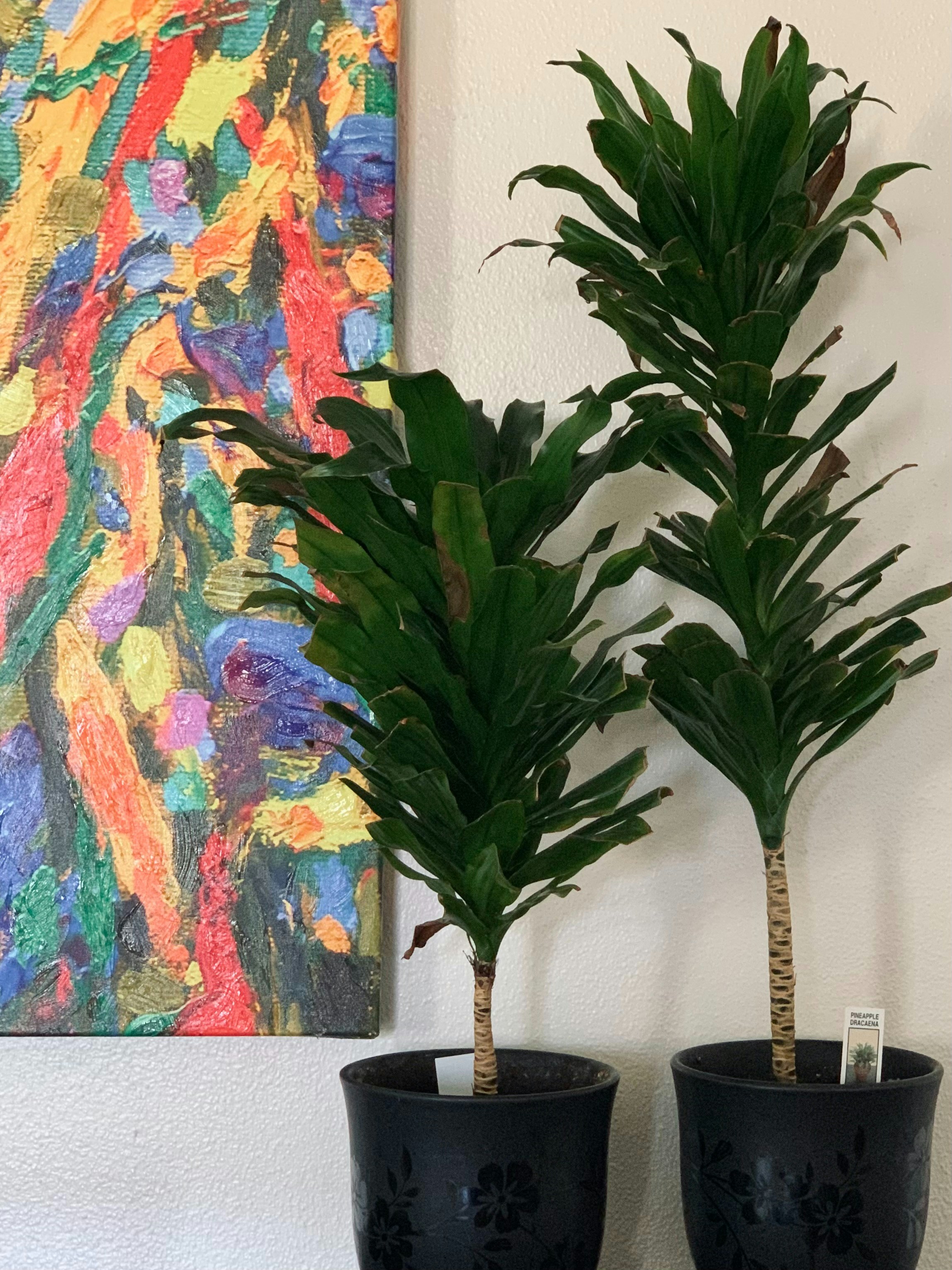 Two Potted Palms Framed by a Painterly Spectrum