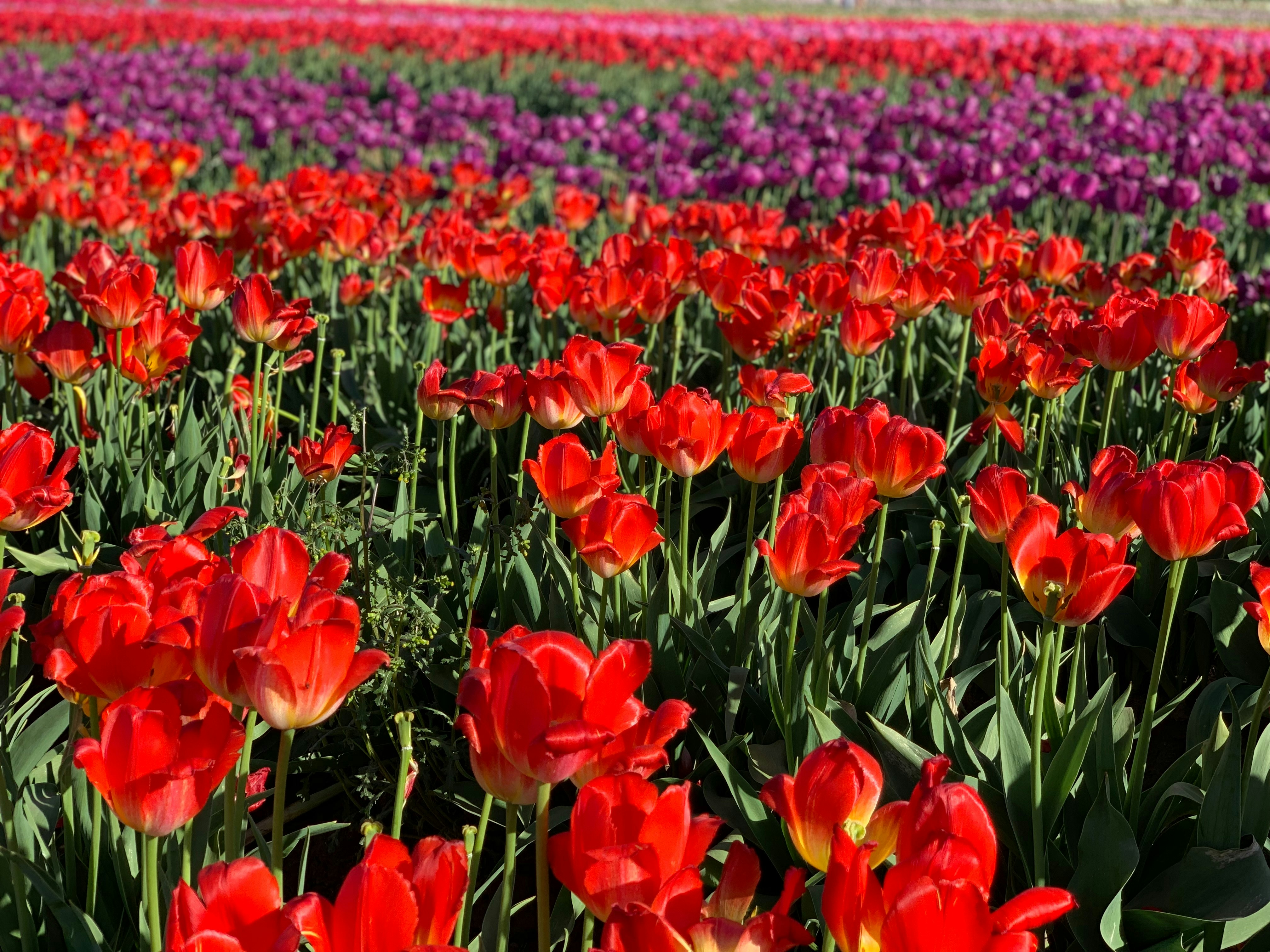 Crimson Tulips Spanning a Sunlit Carpet Toward a Violet Horizon