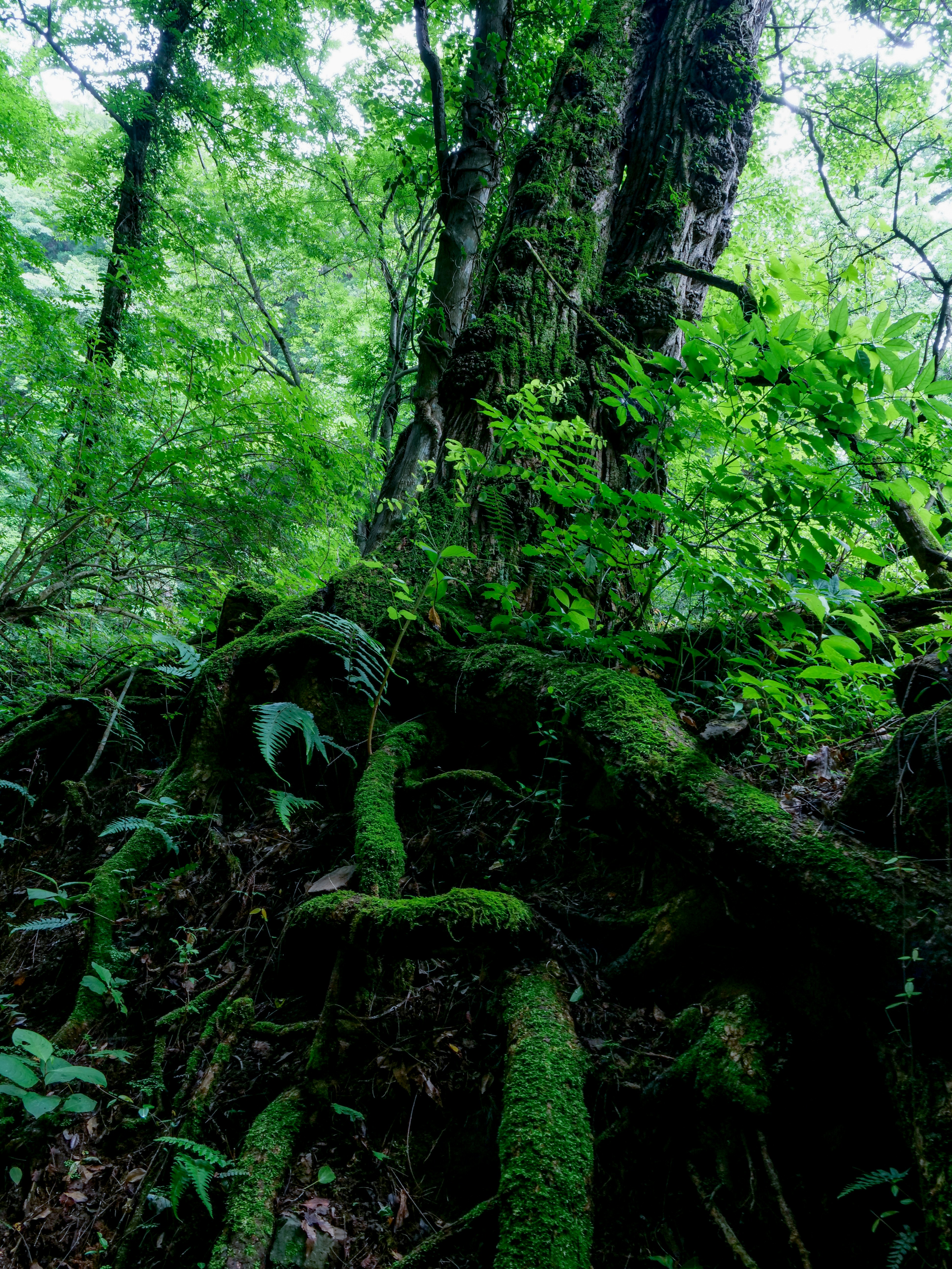 Moss-Clad Roots: A Quiet Spine Through the Green Forest