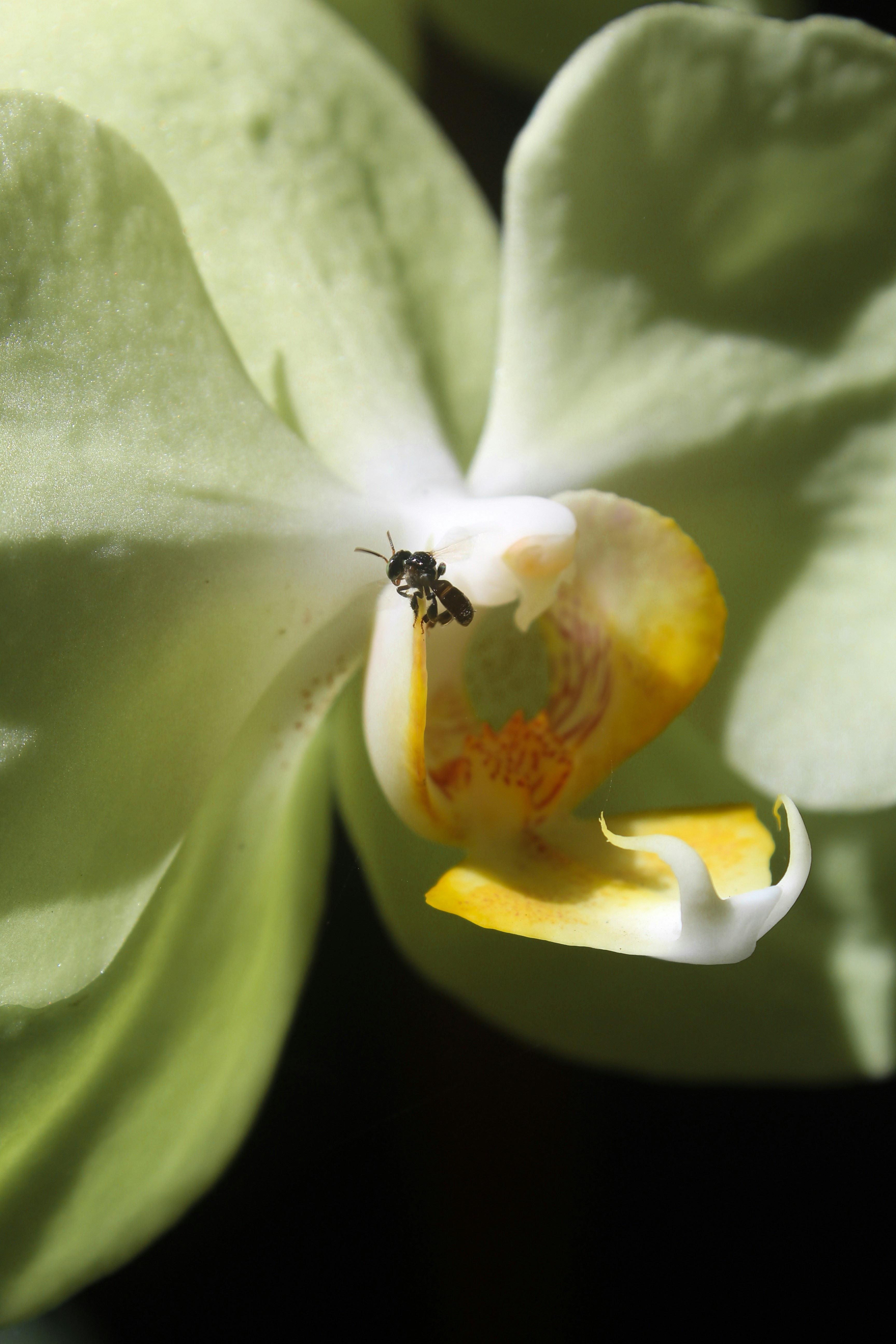 Tiny Visitor on a Pale Orchid Lip: A Macro Portrait