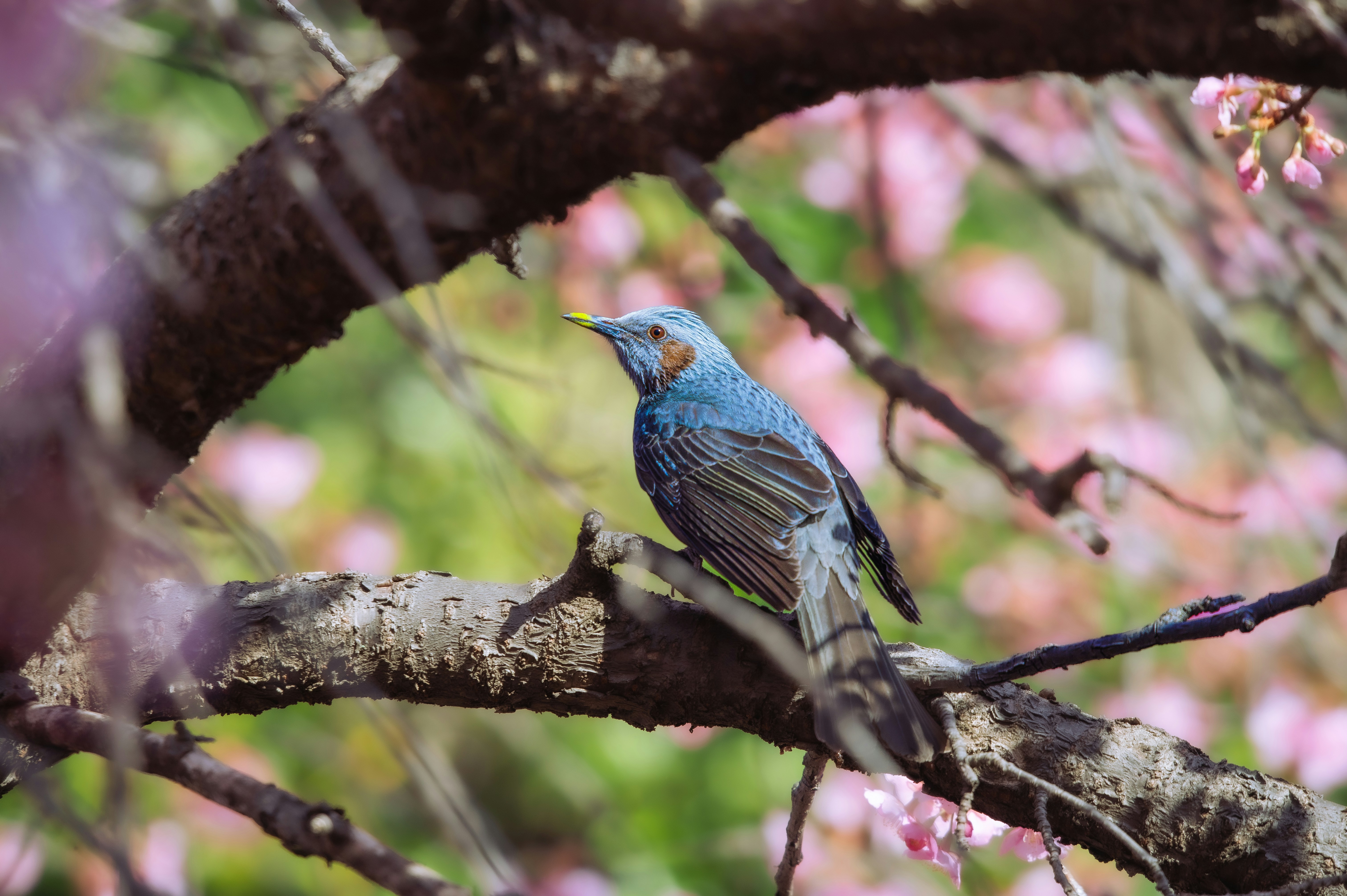 Azure Perch: Blue Bird Among Cherry Blossoms