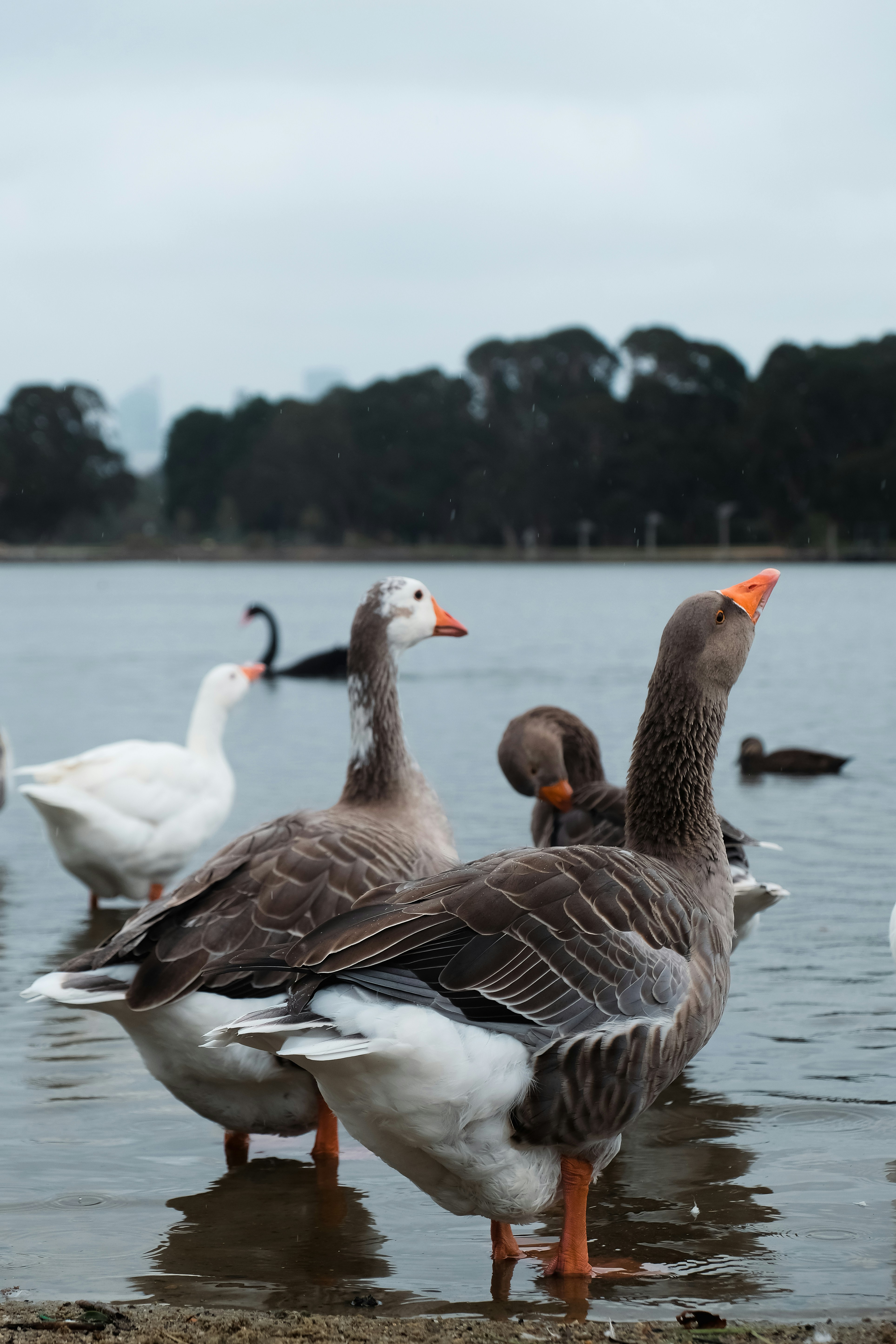 Horizon Gatekeepers: Grey Geese at the Lake's Edge