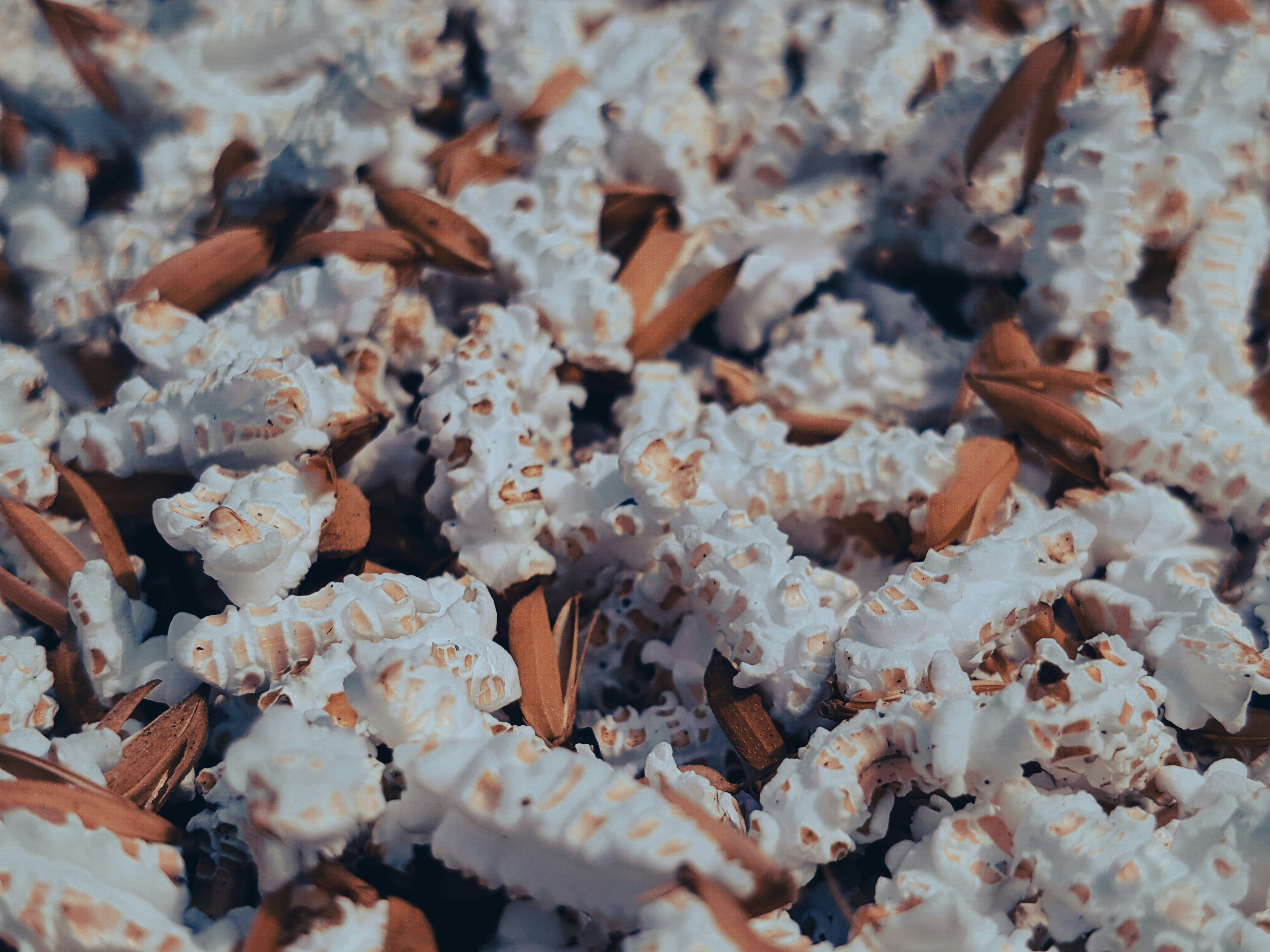 Popcorn Mosaic: A Close-Up Study in White Ridges and Brown Husk