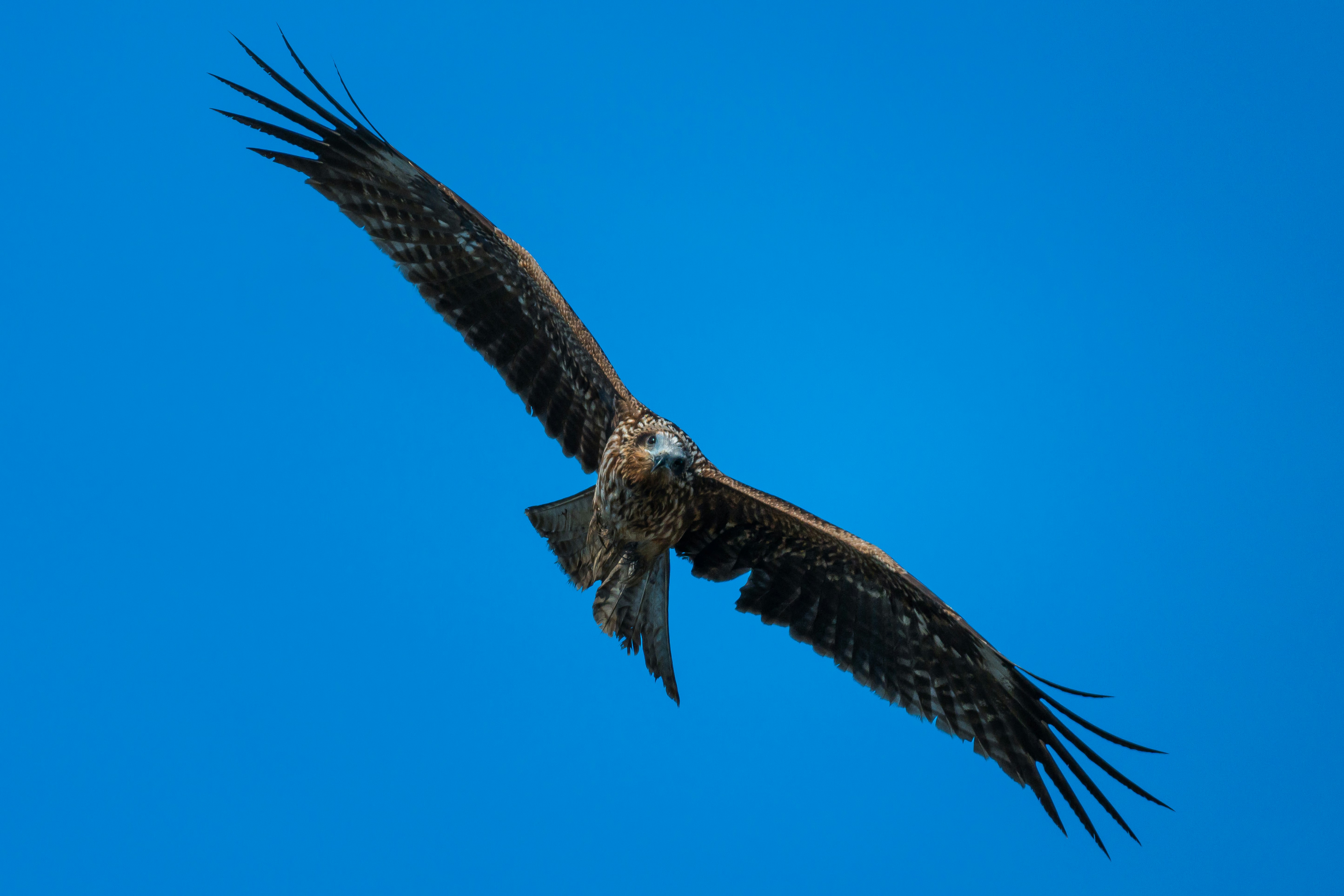 A large bird flying through a blue sky photo – Free Eagle Image on Unsplash