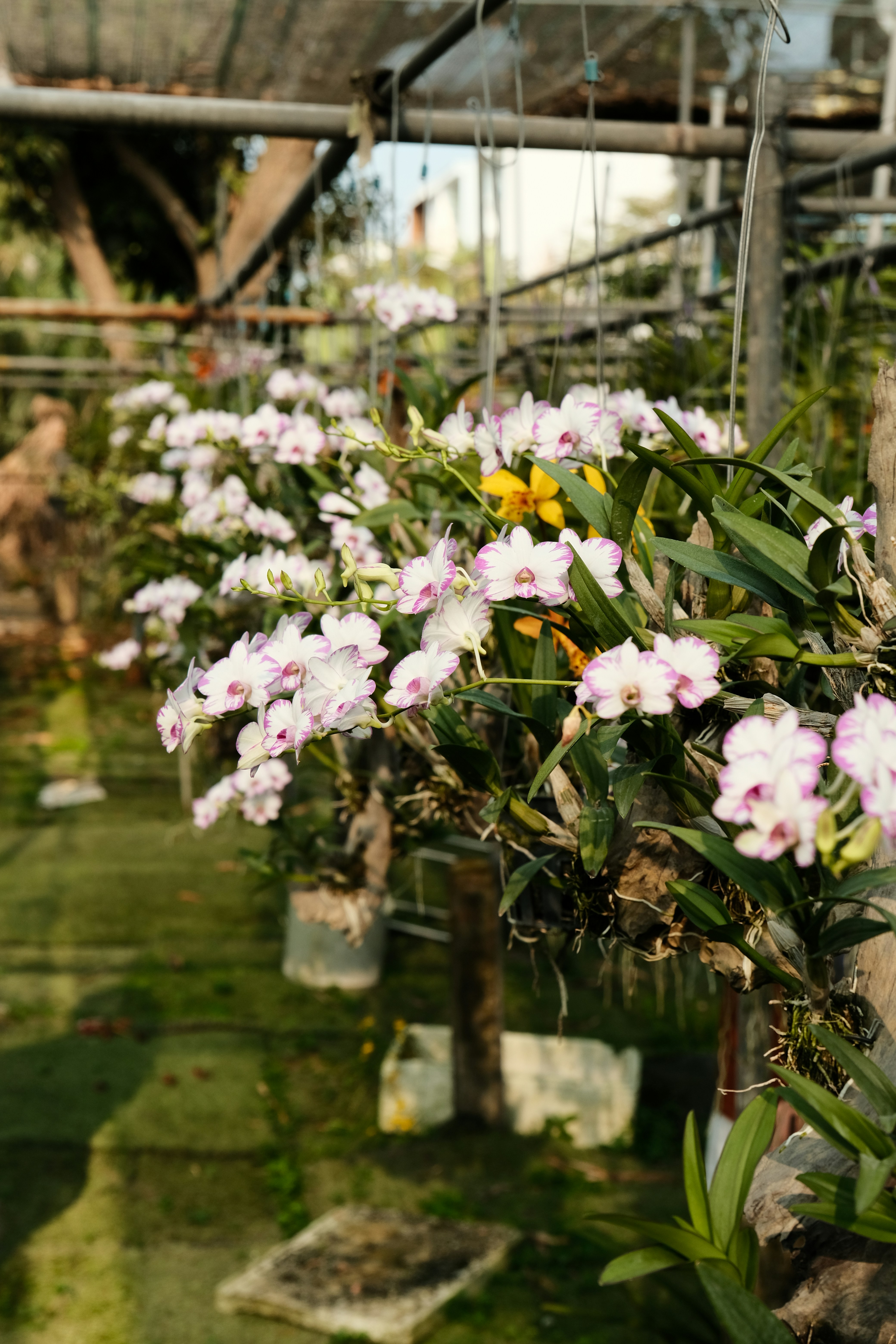 Soft Pink-Edged Orchids Framing a Sunlit Greenhouse Corridor