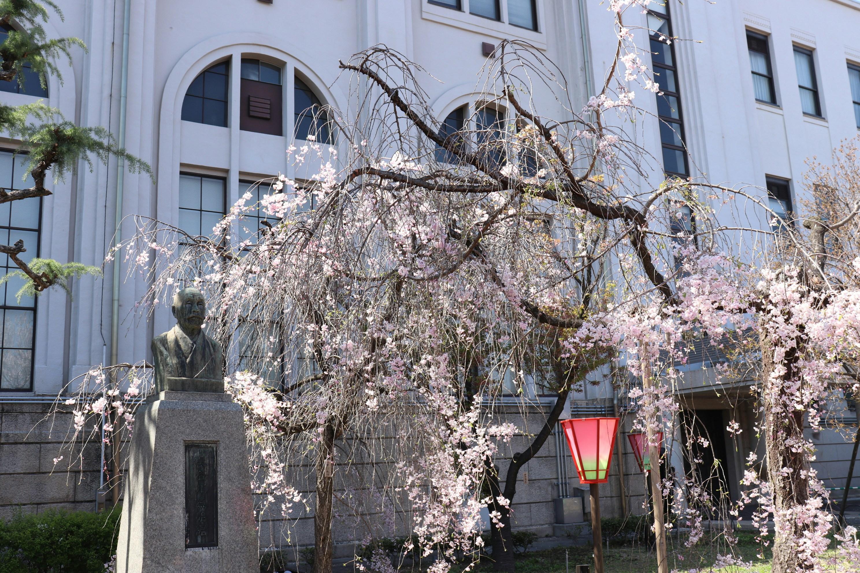 Weeping Cherry Drapes a Campus Statue in Spring Light